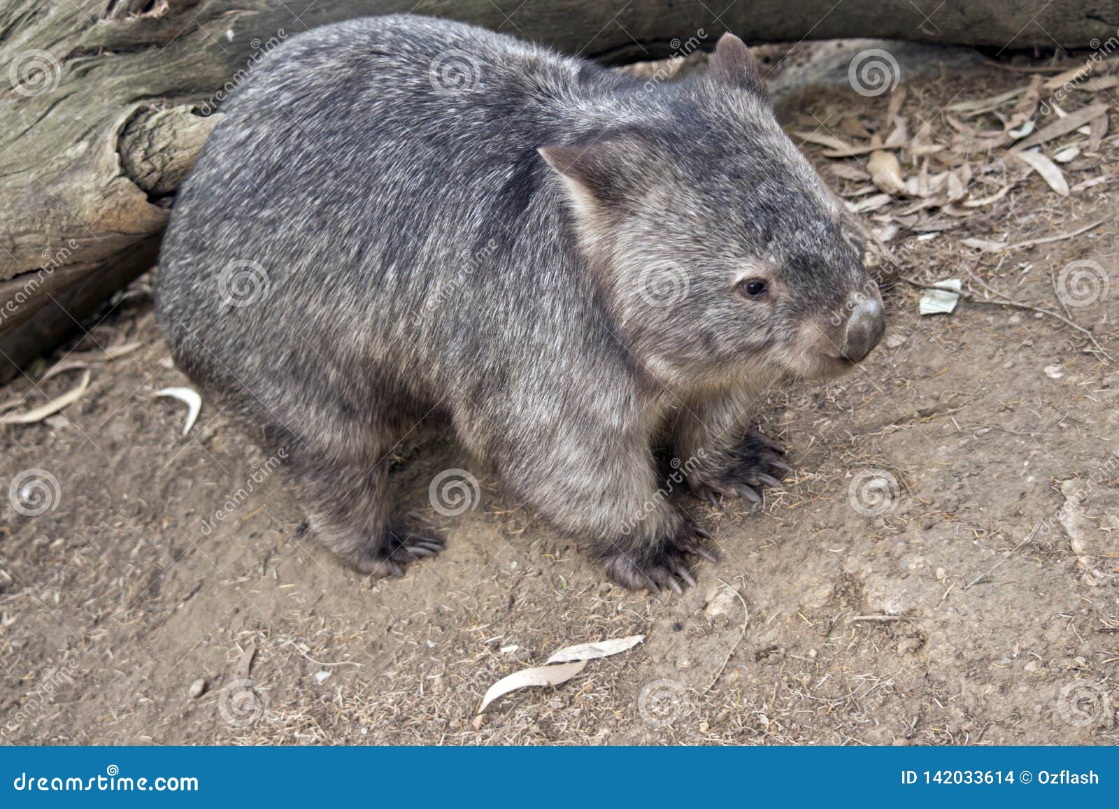 A common wombat stock photo. Image of wildlife, side - 142033614