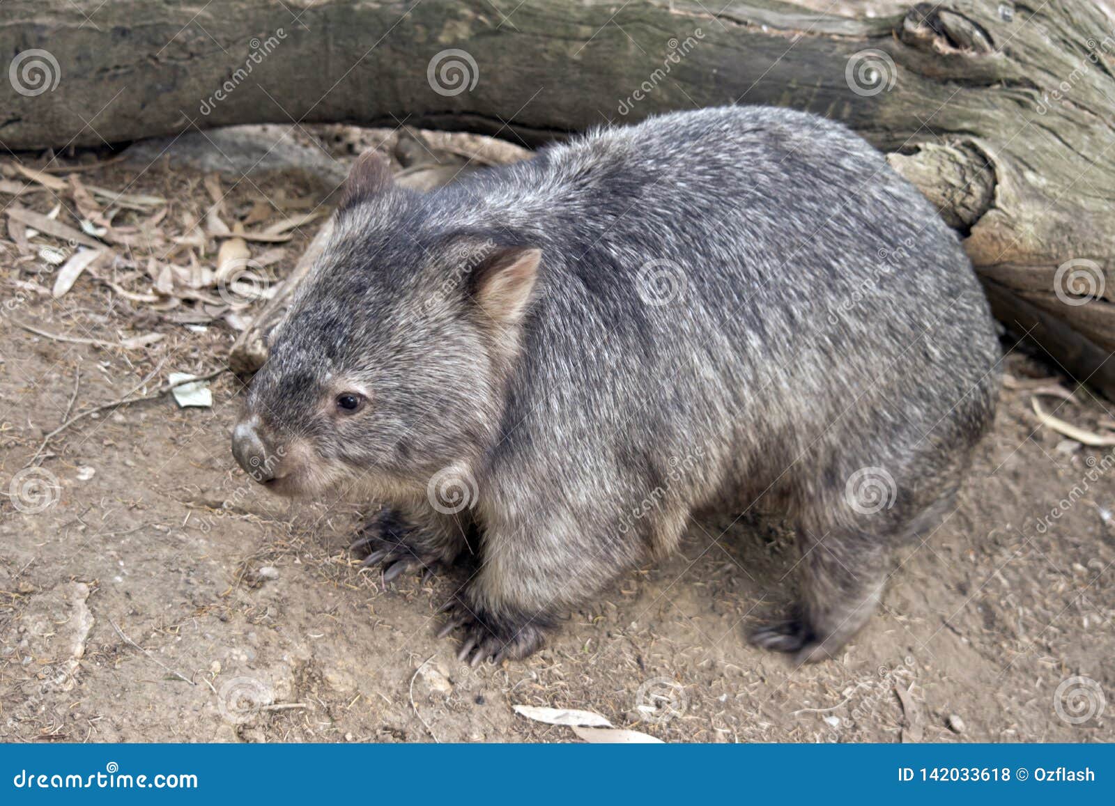 A common wombat stock photo. Image of nosed, side, eyes - 142033618