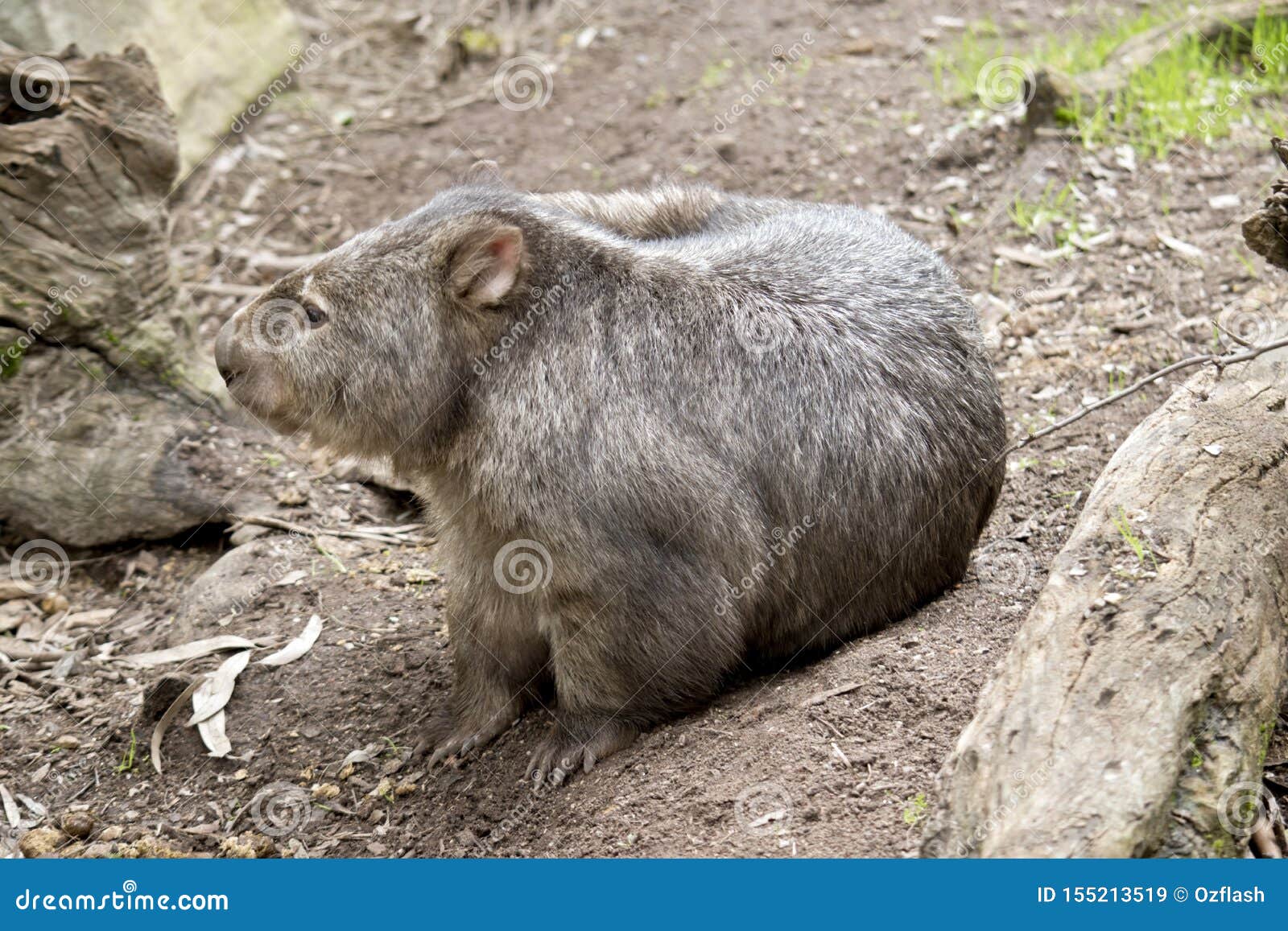 A common wombat stock image. Image of outdoors, nosed - 155213519