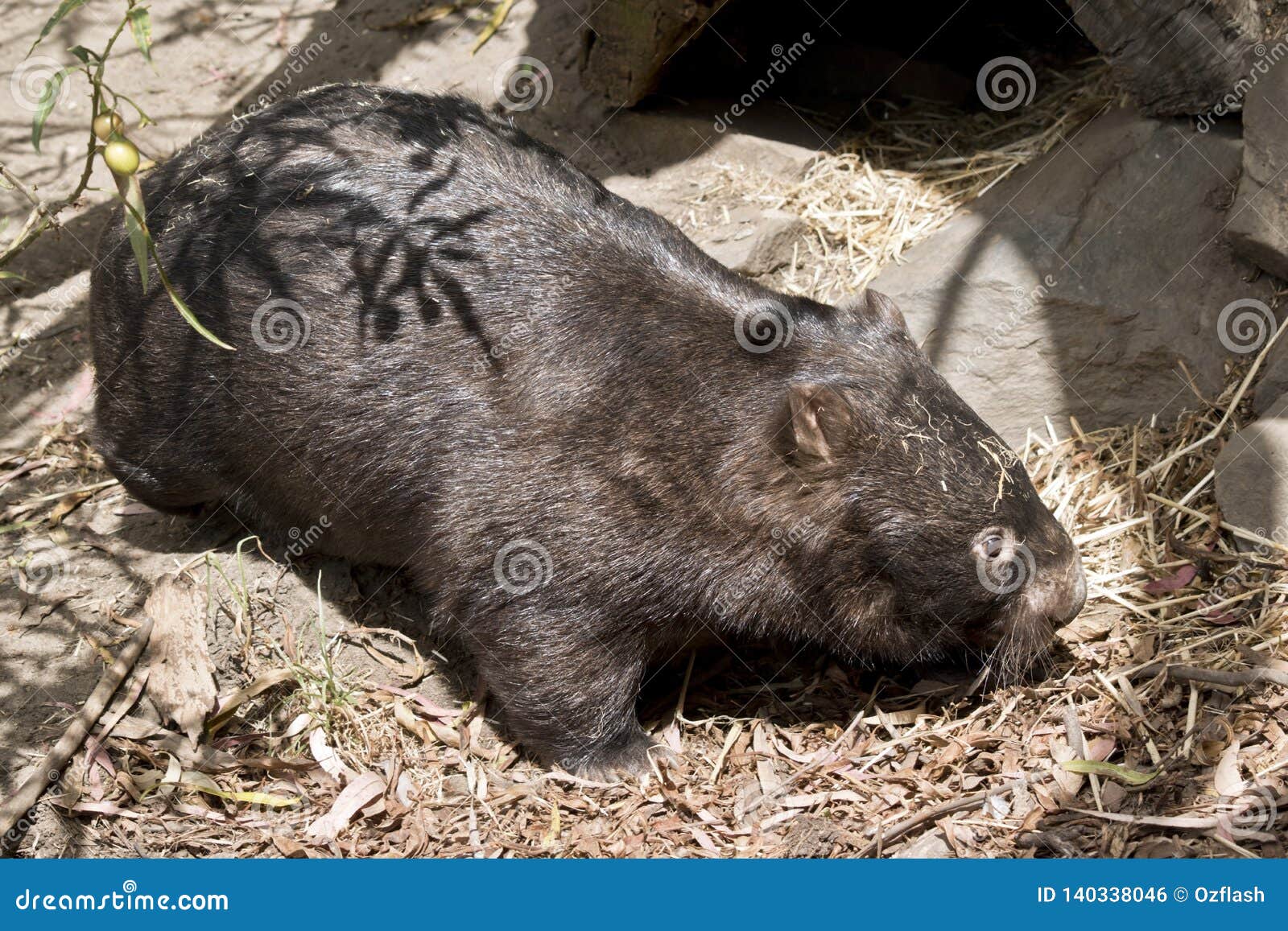 A common wombat stock photo. Image of grey, common, hair - 140338046