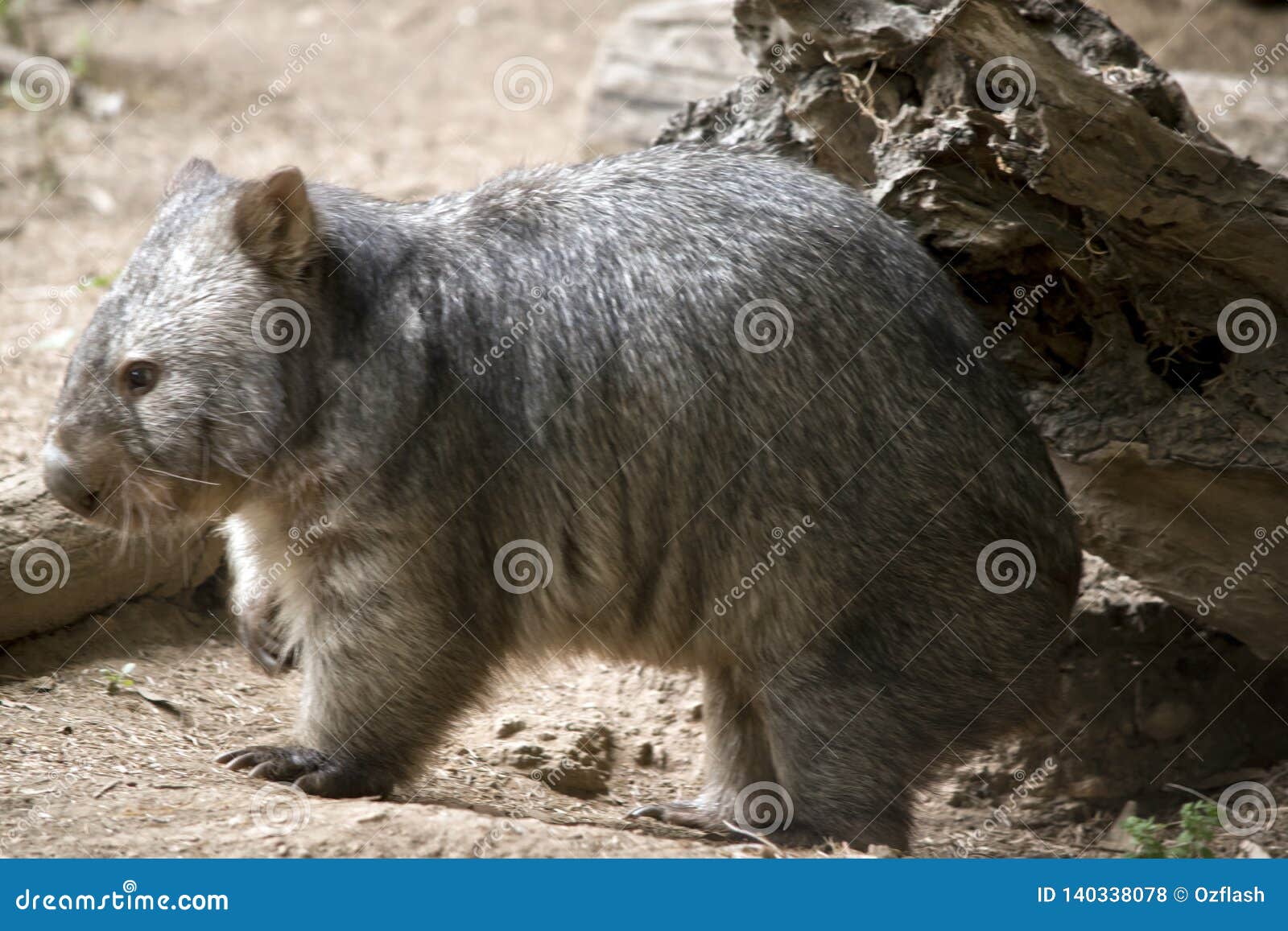 A common wombat stock photo. Image of outdoors, wildlife - 140338078