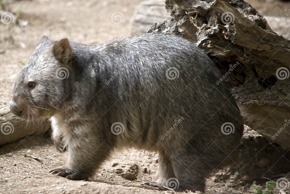 A common wombat stock photo. Image of outdoors, wildlife - 140338078