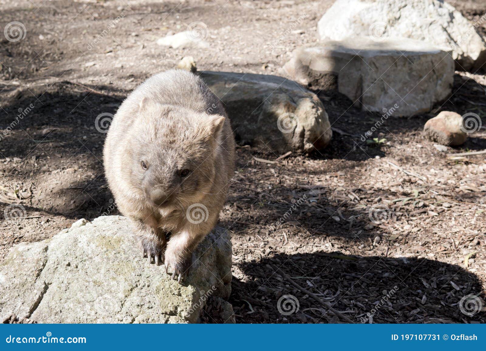 The Common Wombat is Standing on a Rock Stock Image - Image of eyes ...