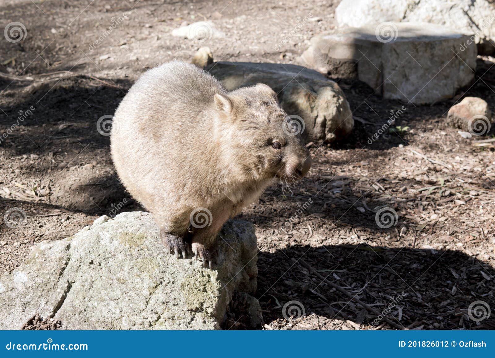 The Common Wombat is Standing on a Rock Stock Photo - Image of wombat ...