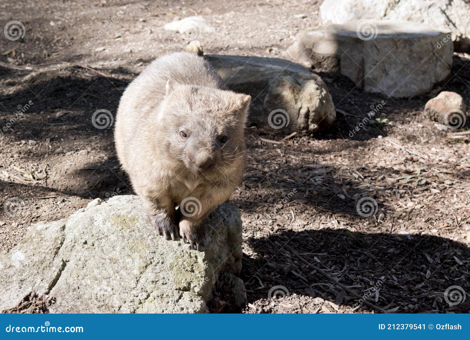 The Common Wombat is Standing on a Rock Stock Image - Image of hair ...