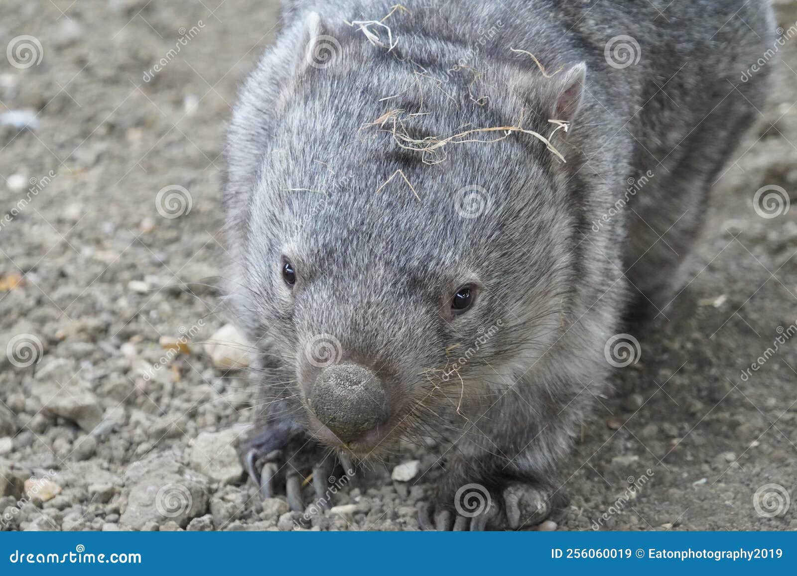 Common wombat in the sun stock image. Image of haired - 256060019