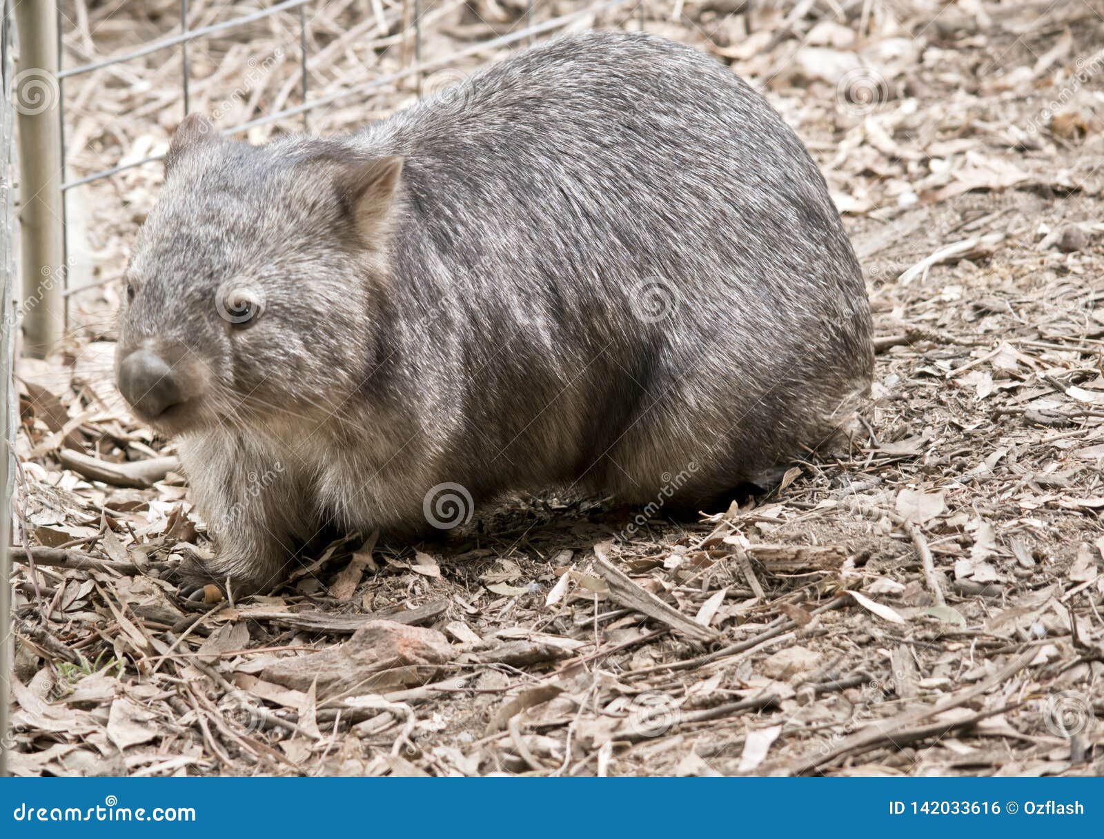 A common wombat stock photo. Image of side, animal, whiskers - 142033616