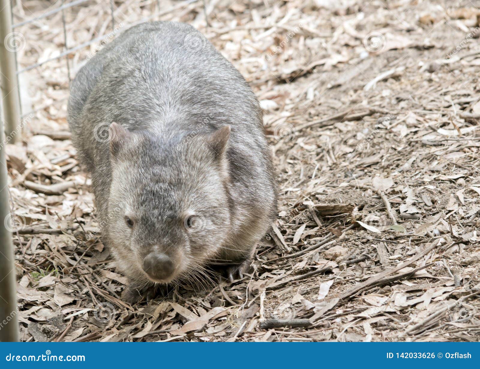 A common wombat stock photo. Image of australia, view - 142033626