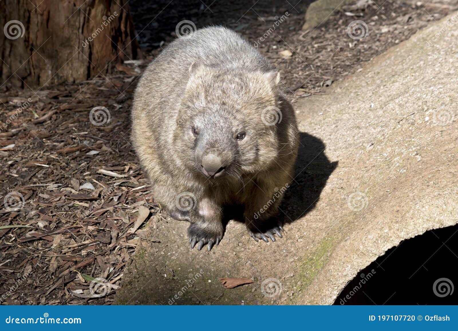 The Common Wombat Walks Like a Dog on 4 Legs Stock Photo - Image of ...
