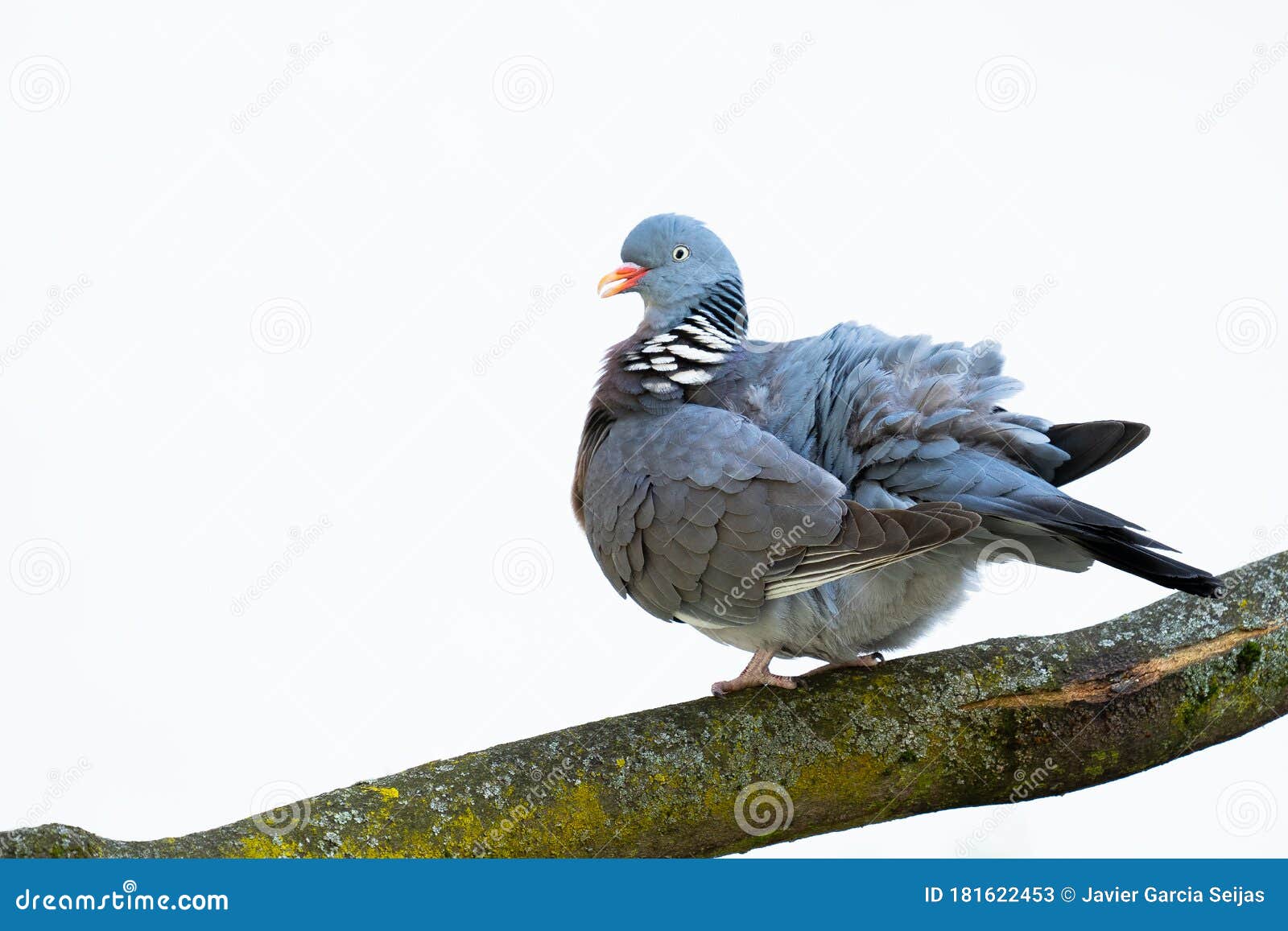 Pigeon Posing For A Photo. Front View Of The Face Of Pigeon Face To ...