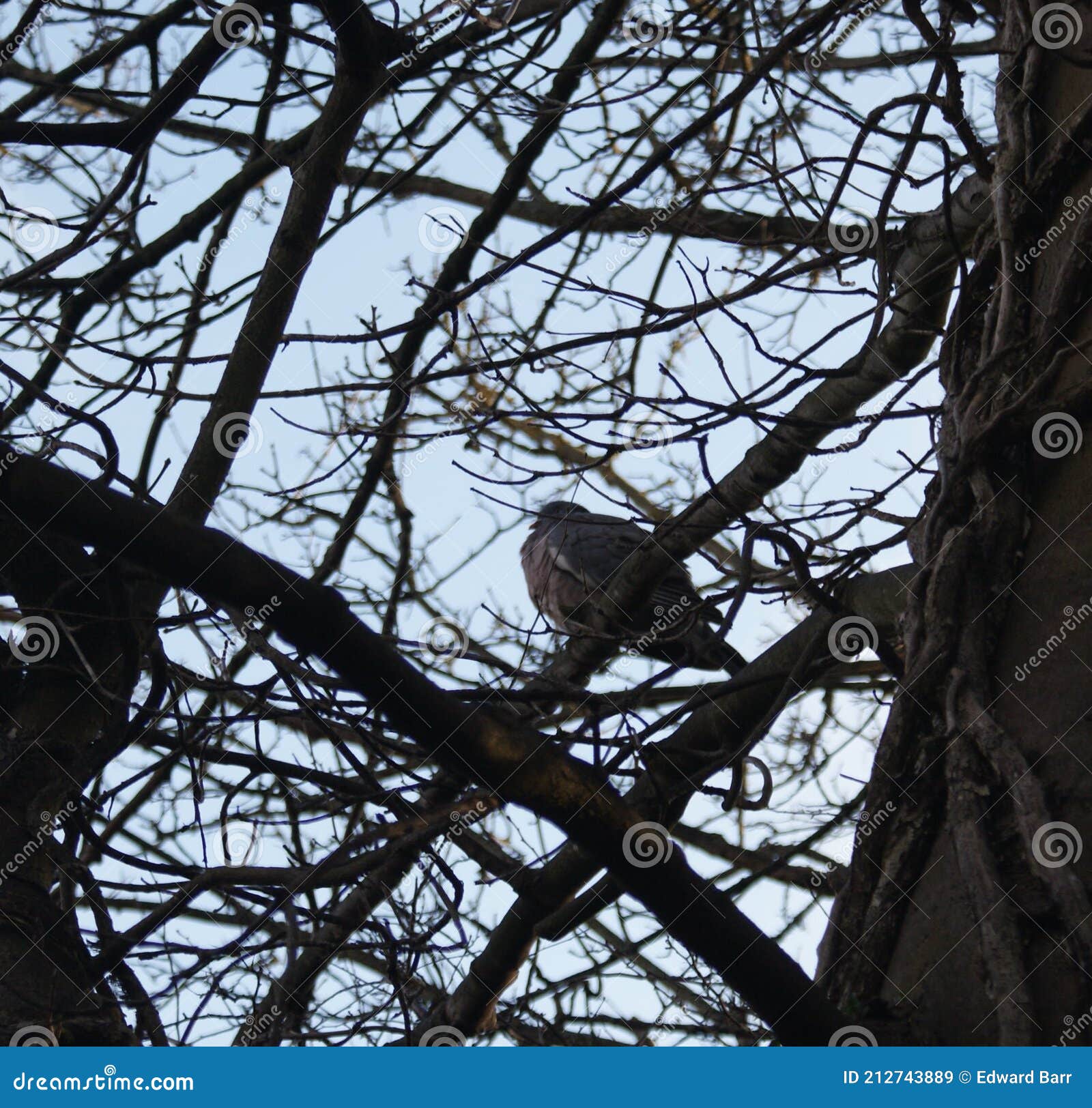 Common Wood Pigeon in a Common Tree Stock Image - Image of plant ...