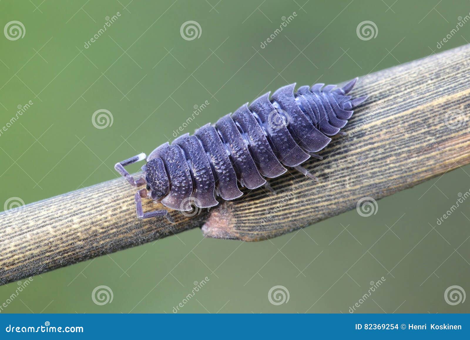 Common Woodlouse, Oniscus Asellus Stock Photo - Image of woodlouse ...