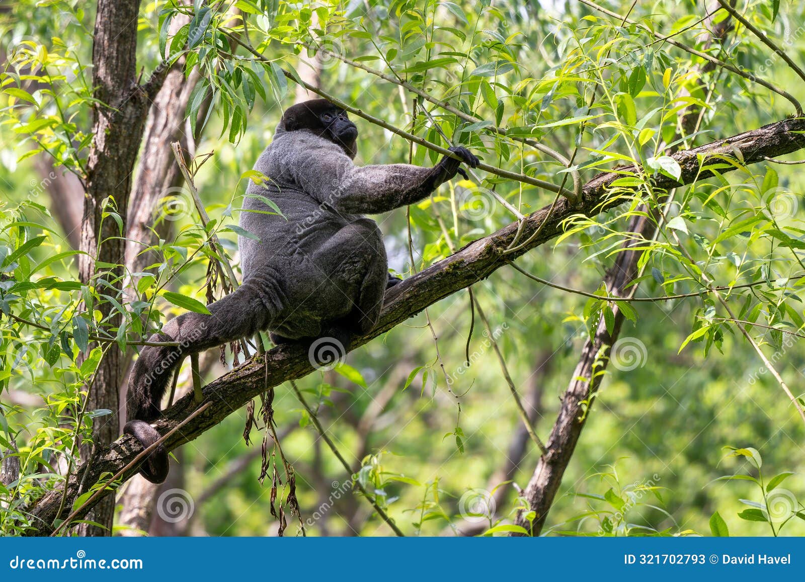 Common Woolly Monkey, Unique Gray Monkey with Long Tail Native in ...