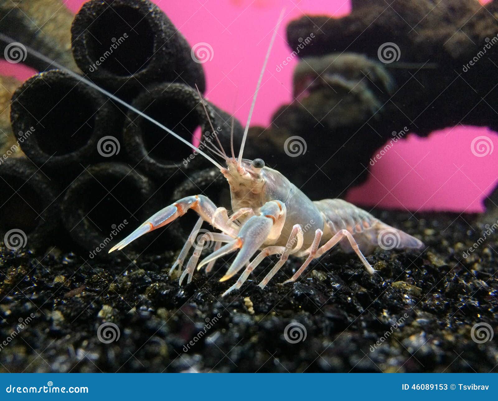 Common Yabby in Aggressive Stance Stock Image - Image of destructor ...