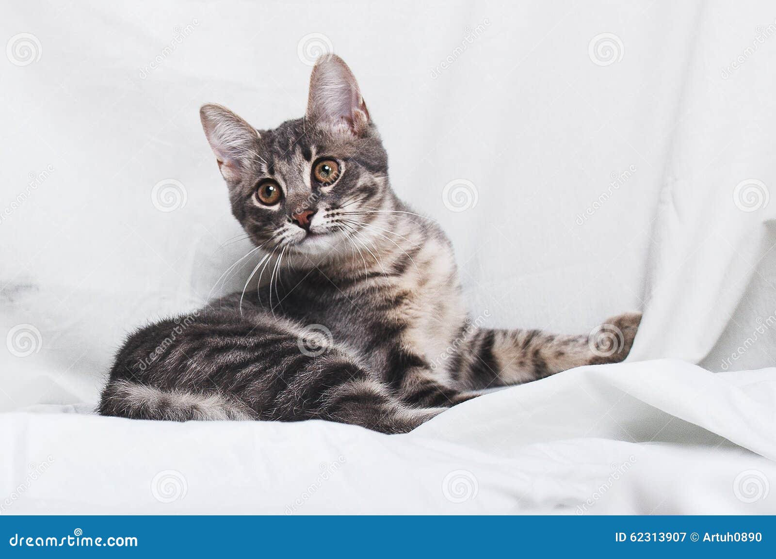 Common yard tabby stock image. Image of sleeping, mammal - 62313907