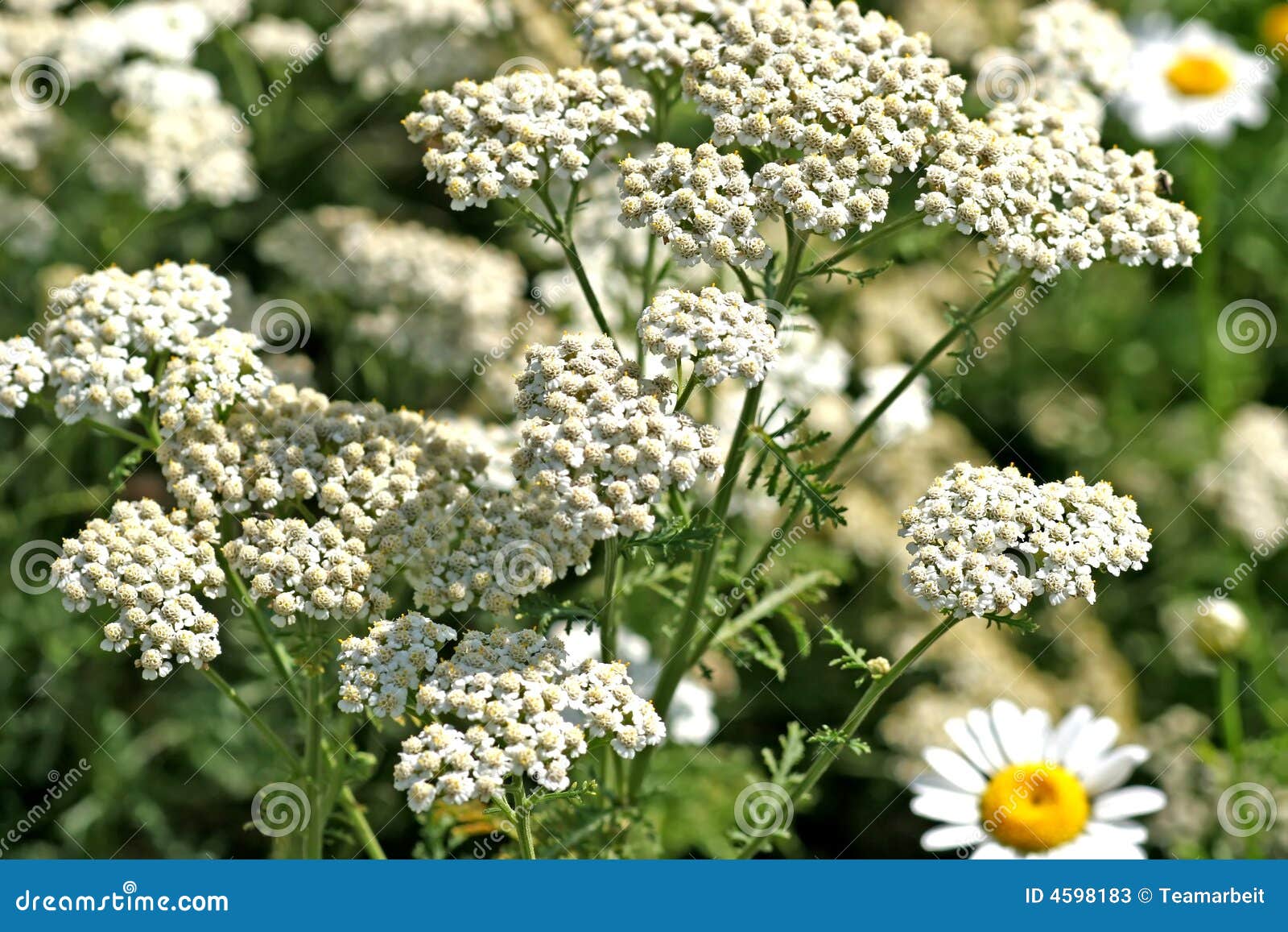 Common Yarrow stock image. Image of millefolium, stomachache - 4598183