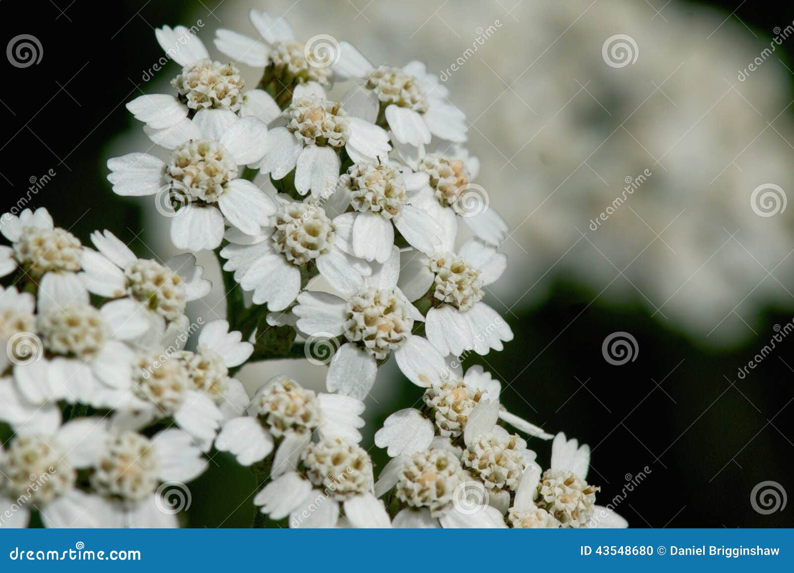 Common Yarrow (Achillea Millefolium) in Bloom Stock Photo - Image of ...