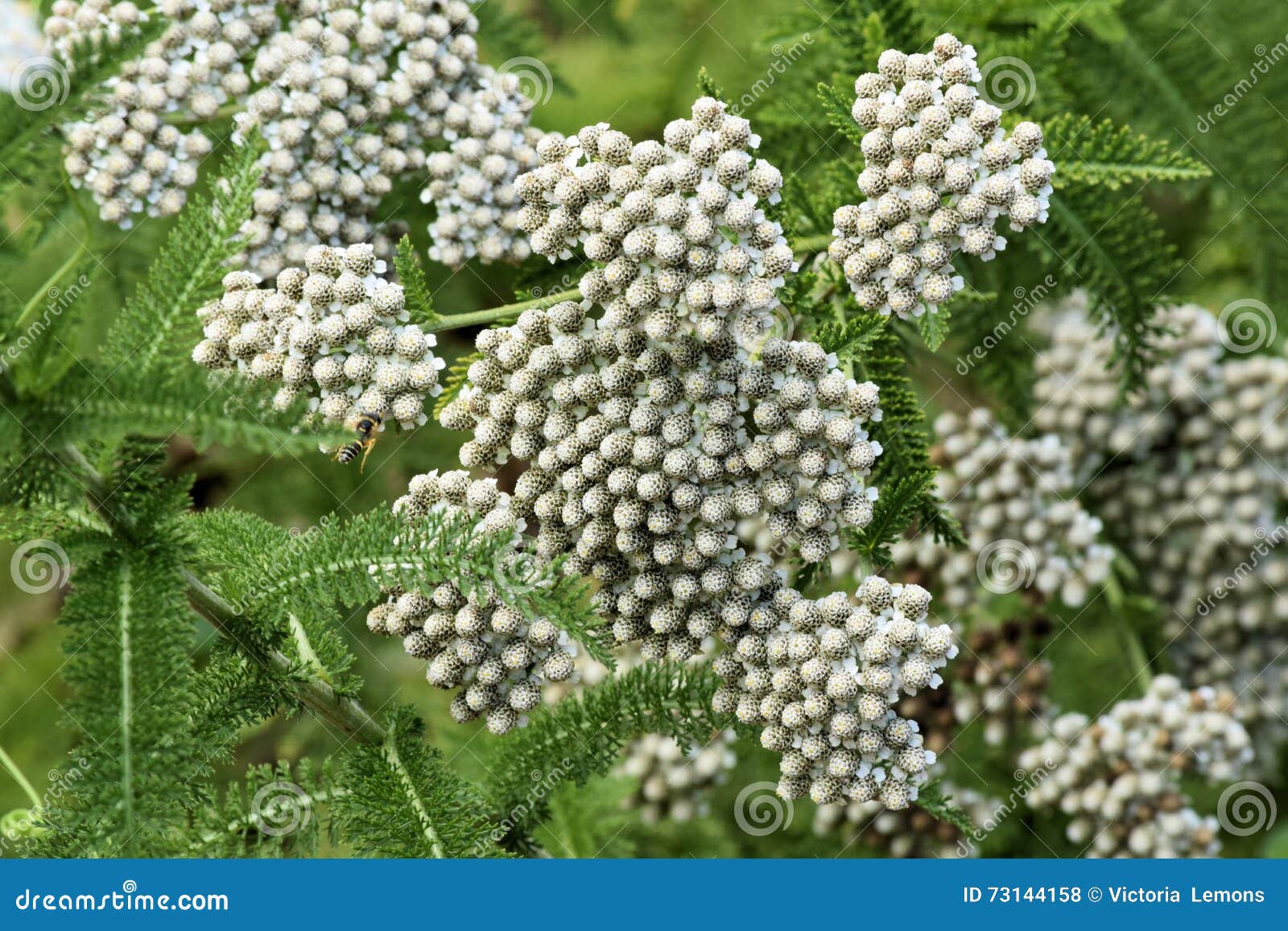 Common Yarrow stock photo. Image of dept, common, garden - 73144158