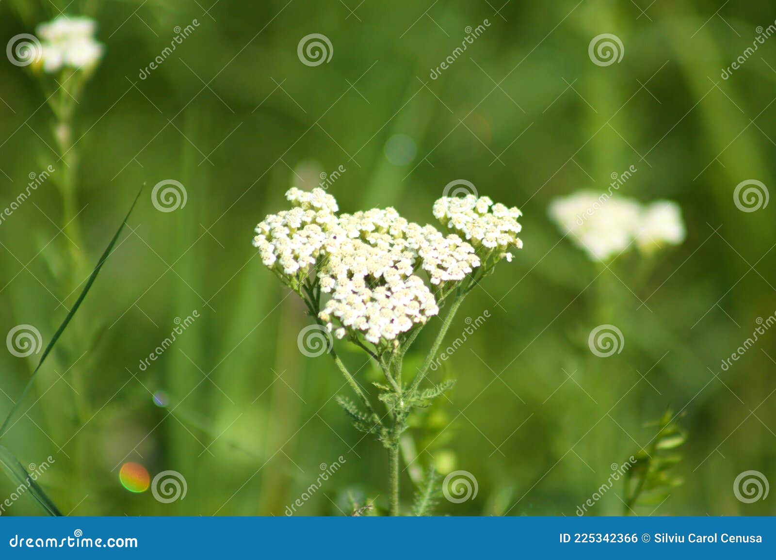 Common Yarrow in Bloom Closeup View with Green Selective Focus in ...