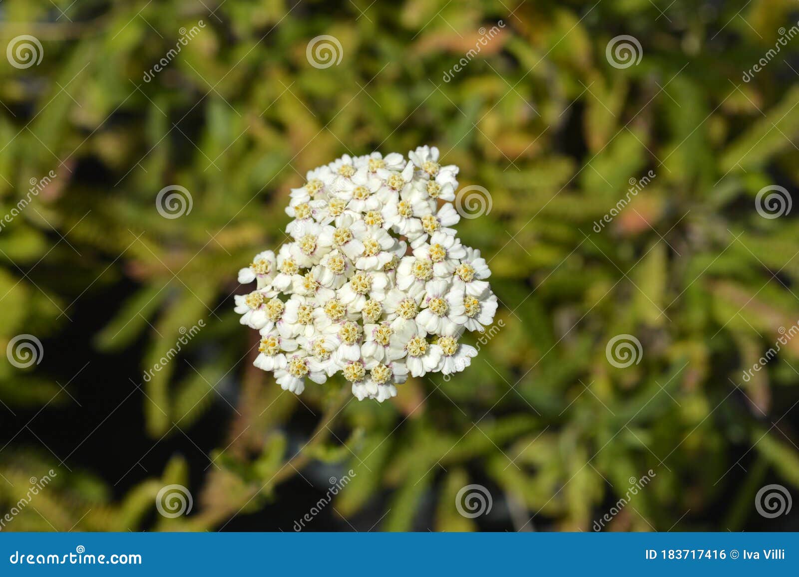 Common Yarrow stock photo. Image of yarrow, pepper, sanguinary - 183717416