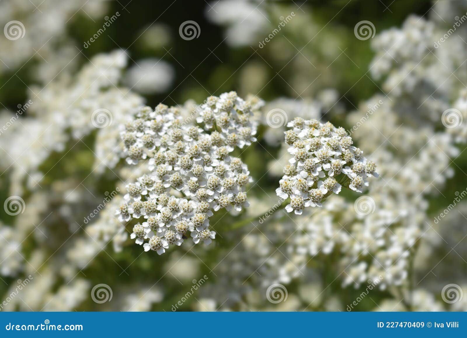 Common Yarrow stock image. Image of flower, spring, yarrow - 227470409
