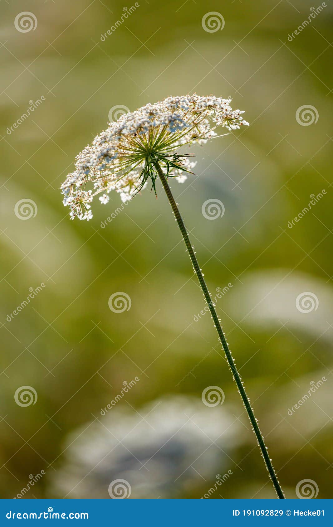 Common yarrow on a meadow stock image. Image of summer - 191092829