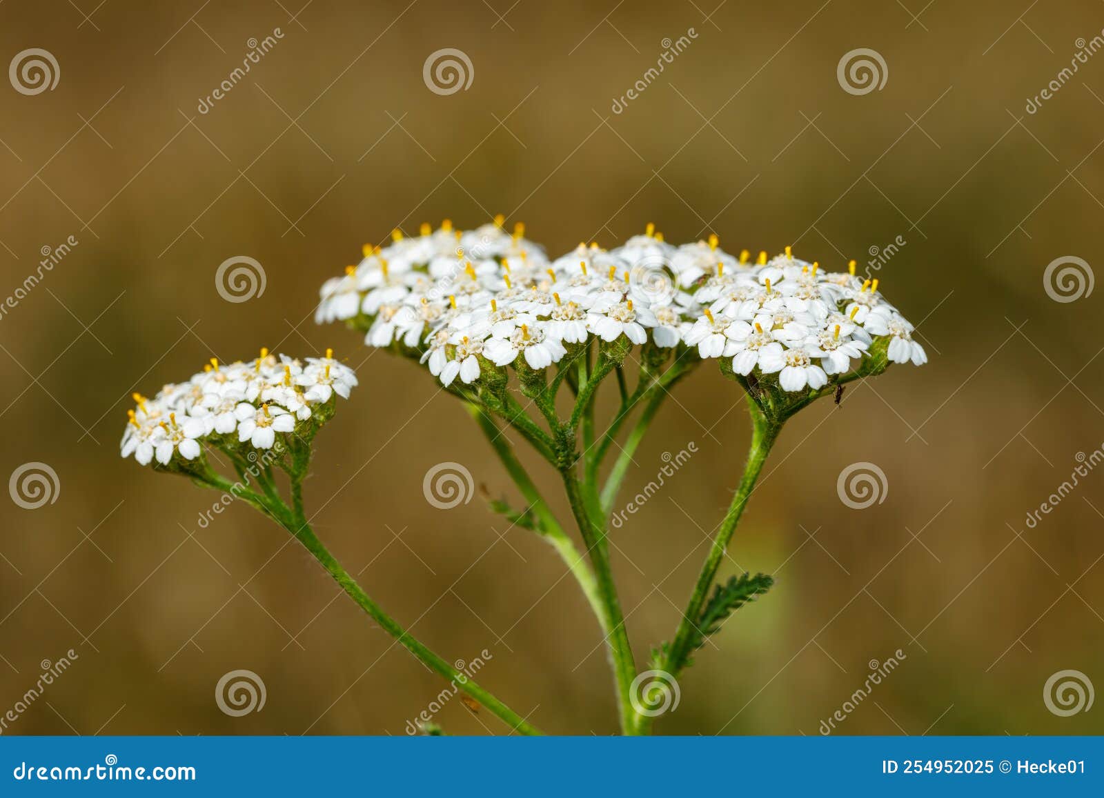 Common Yarrow in the Meadow Stock Image - Image of beautiful, floral ...