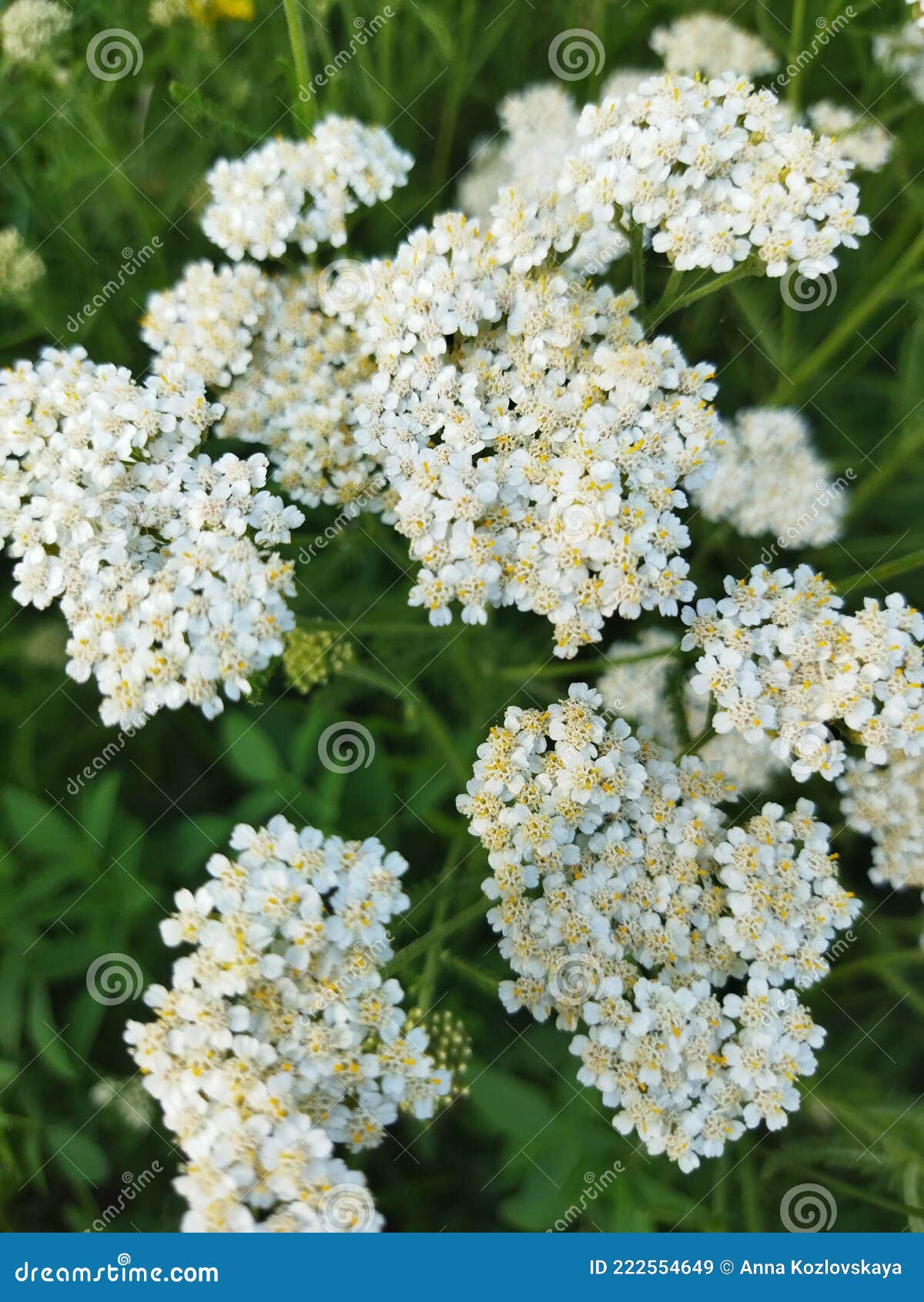 Common yarrow in the white stock image. Image of white - 222554649