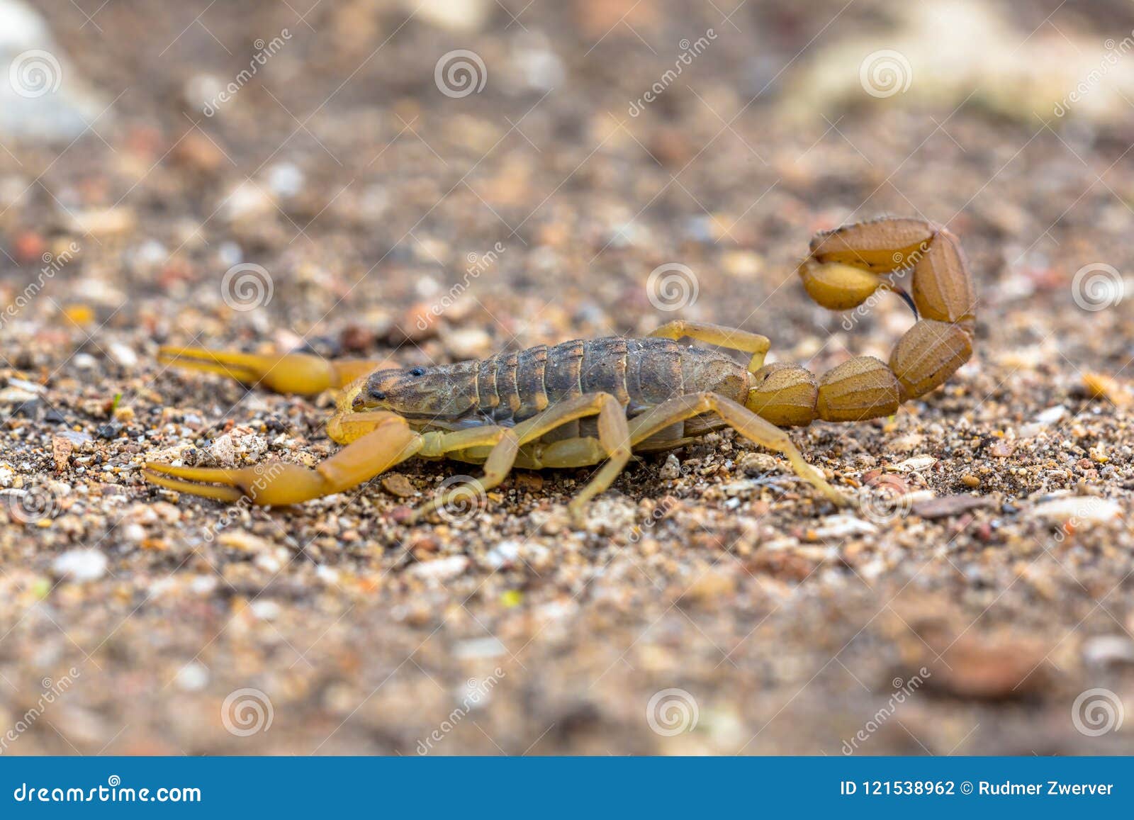 Common Yellow Scorpion Side Stock Photo - Image of arthropod, attack ...