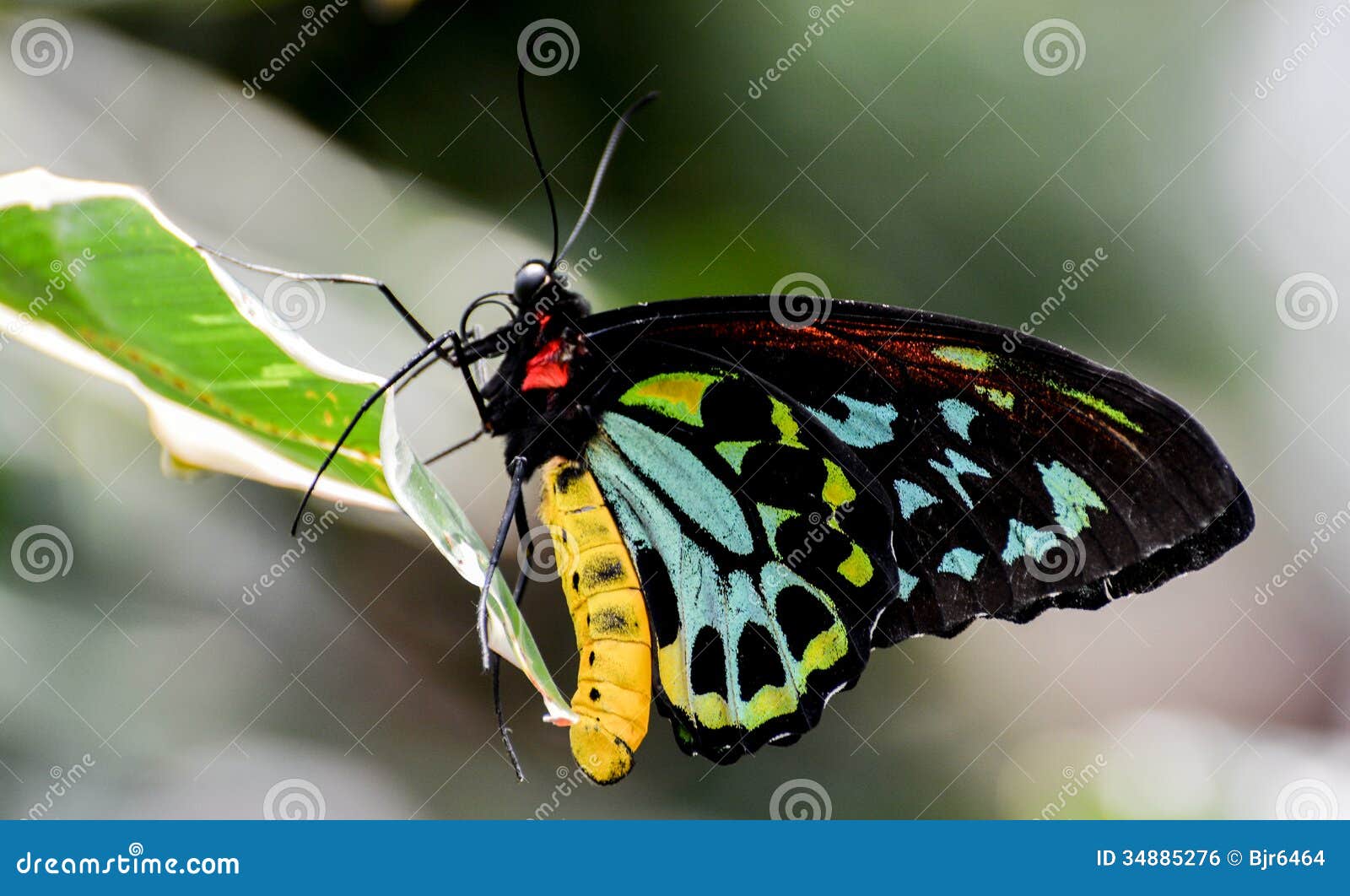 Common Yellow Swallowtail stock photo. Image of niagara - 34885276
