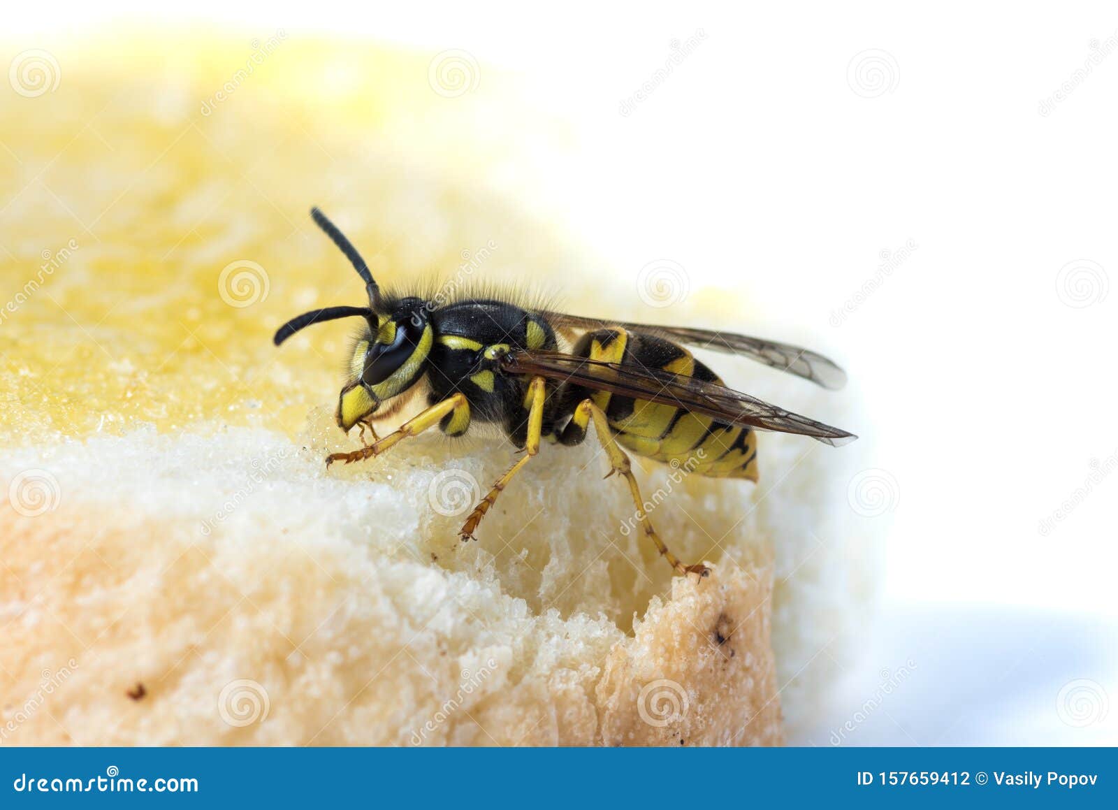 Common Yellow Wasp Insect on White Background Stock Photo - Image of ...