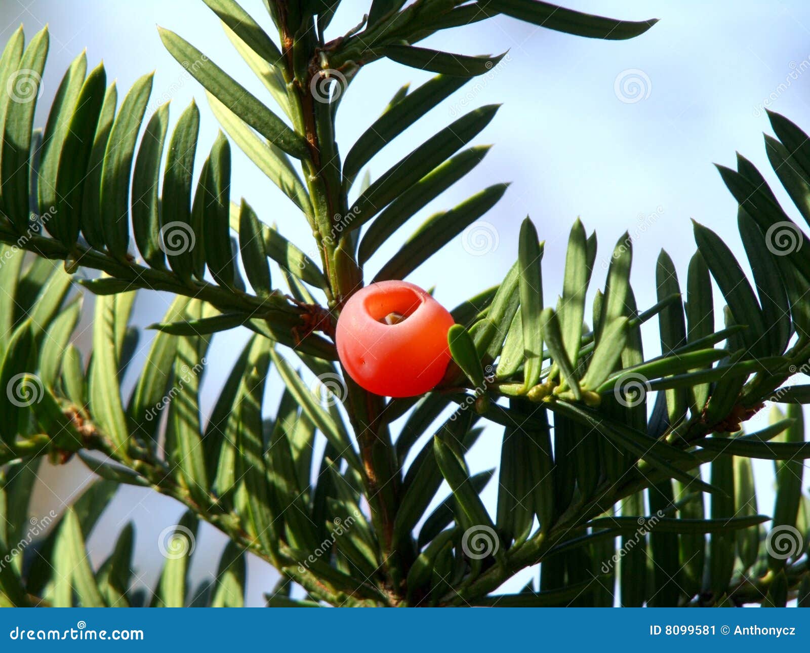 Common yew stock image. Image of seed, closeup, evergreen - 8099581