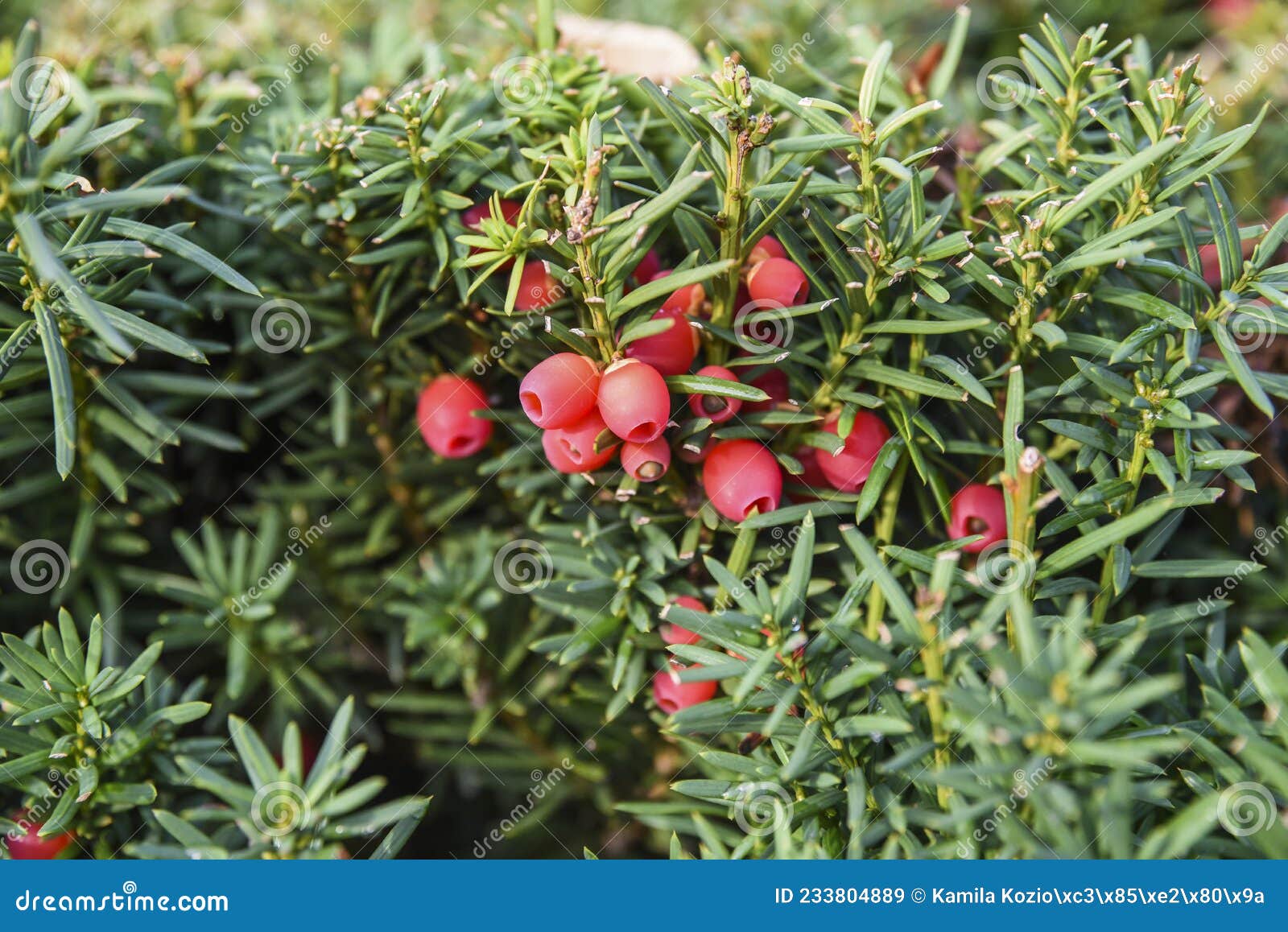 The Common Yew with Its Fruit is Quotaing in the Garden in Autumn Stock ...