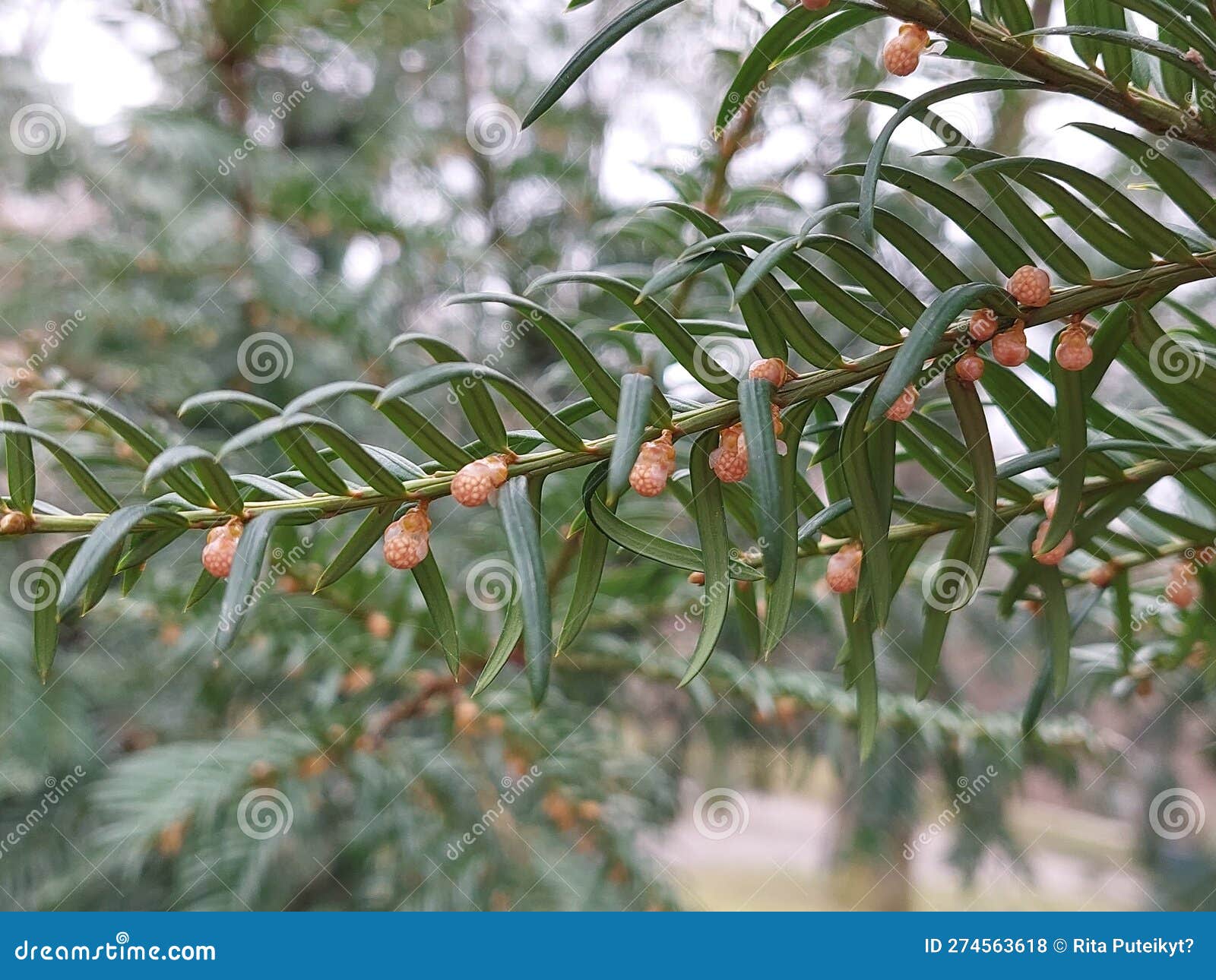 Common Yew (Taxus baccata) stock photo. Image of poisonous - 274563618
