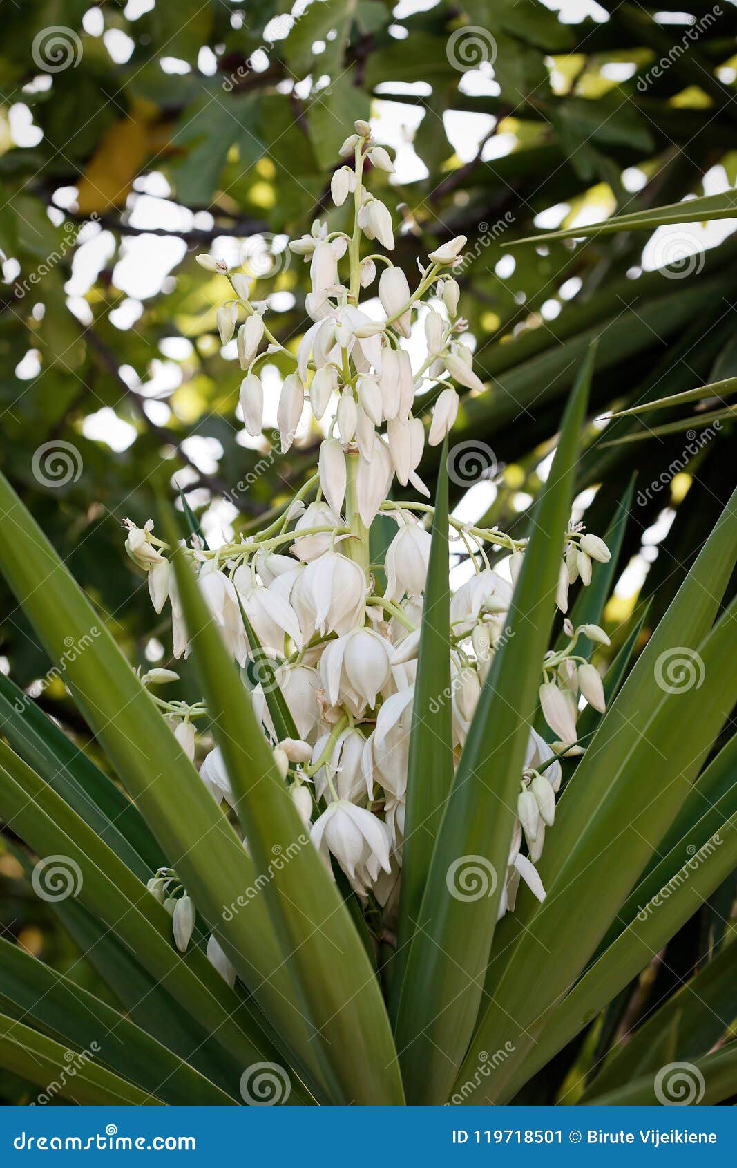Common Yucca Or Spanish Bayonet Yucca Filamentosa Royalty-Free Stock ...