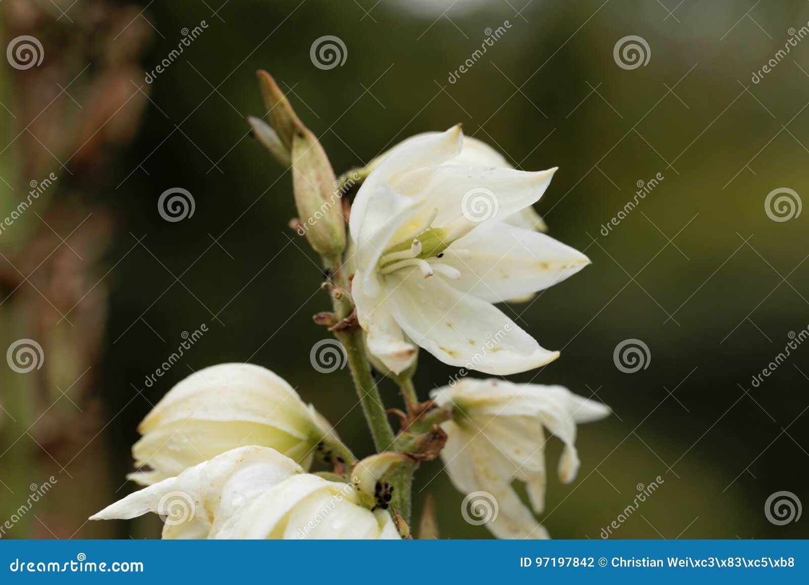Common Yucca, Yucca Filamentosa Stock Photo - Image of flora, botanical ...