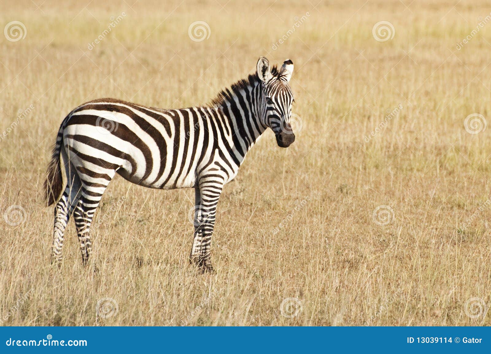 Common zebra stock photo. Image of grassland, profile - 13039114
