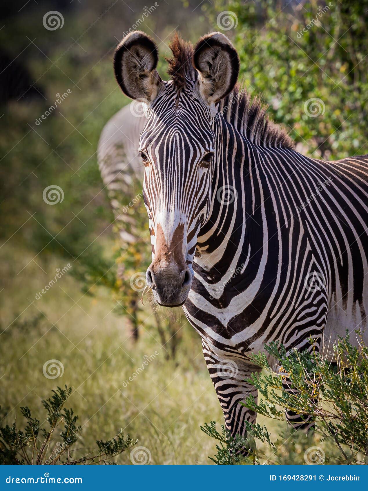 Common Zebra Facing Forward in Samburu Stock Image - Image of savannah ...