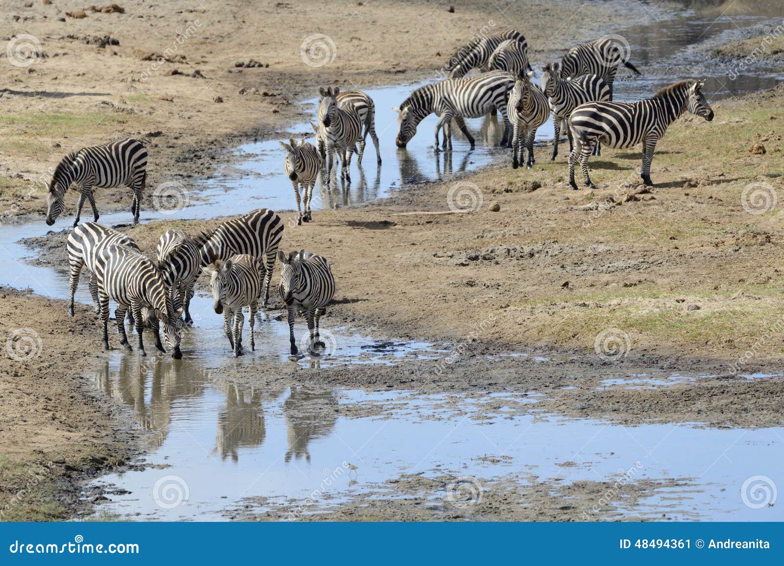 Common Zebra Group Drinking Stock Image - Image of ecology, masai: 48494361