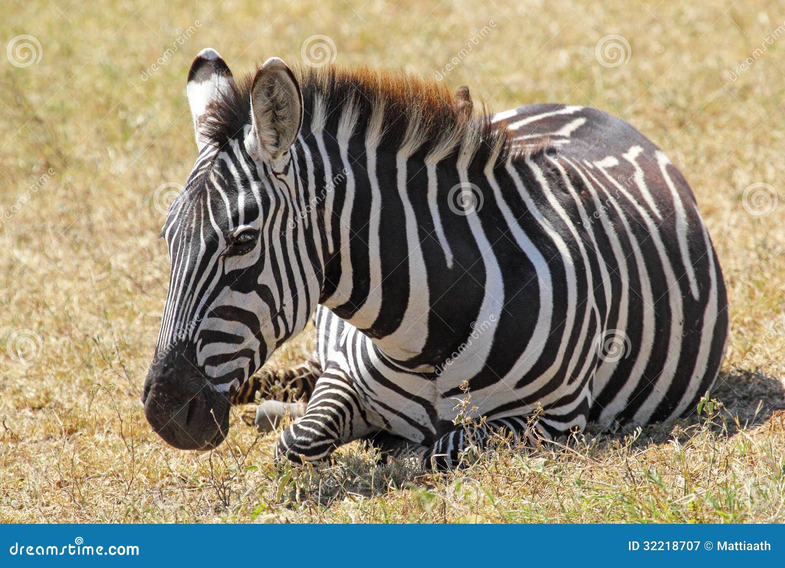 Common zebra lying stock image. Image of striped, pattern - 32218707
