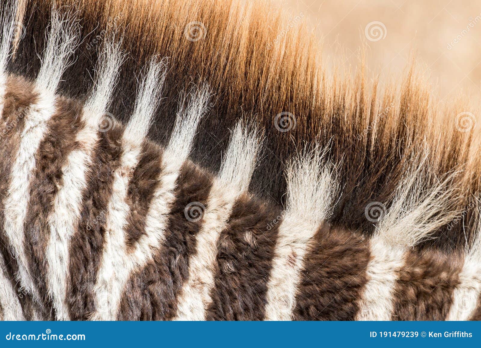 Common Zebra stock image. Image of commom, zebra, wildlife - 191479239