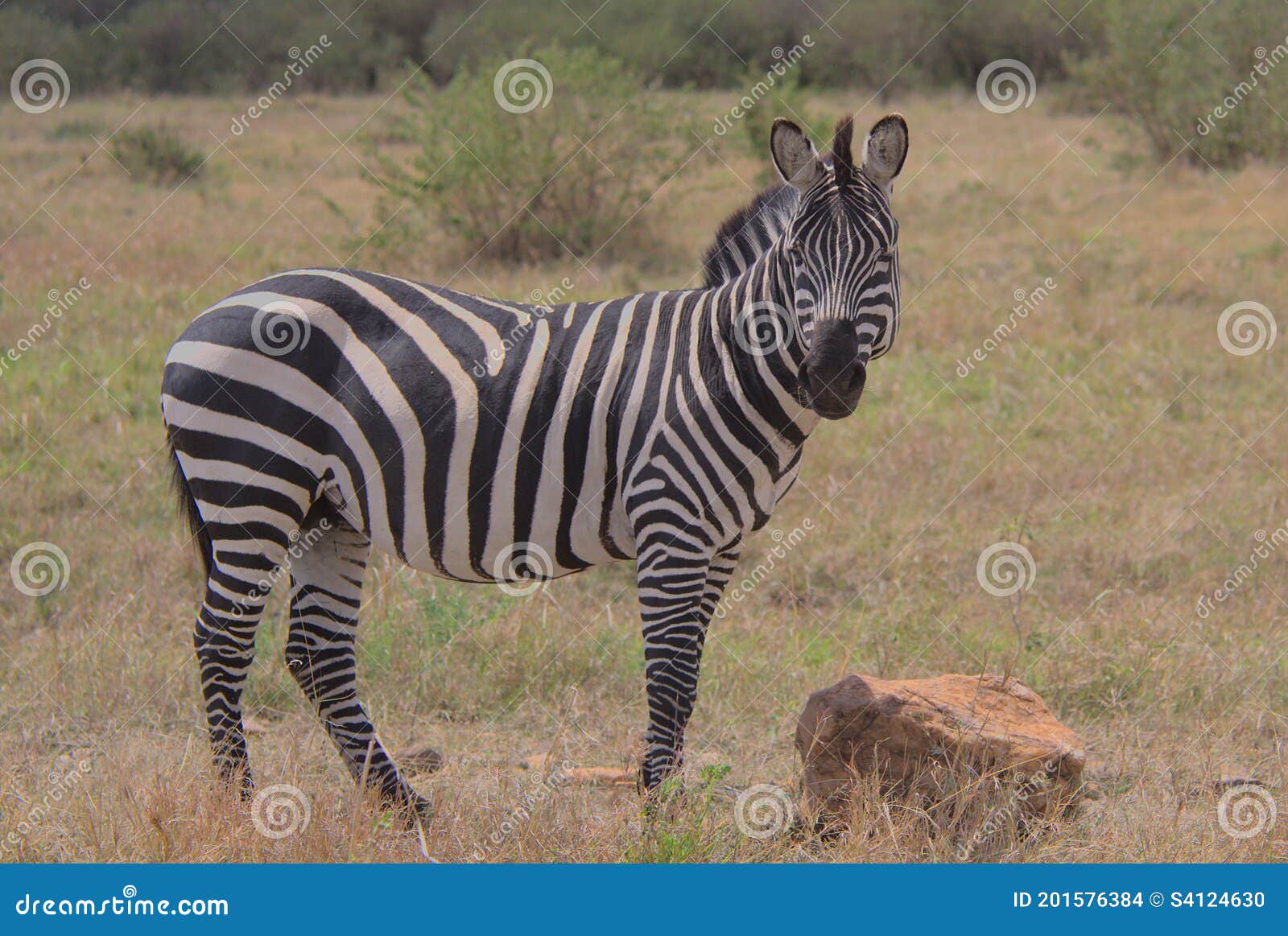 Common Zebra Winking in Masai Mara Kenya Stock Photo - Image of masai ...