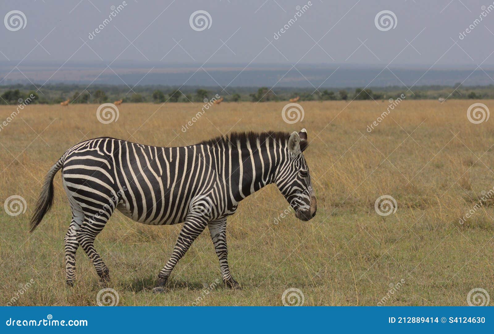 A Common Zebra Walking in the Wild Plains of Kenya Stock Photo - Image ...