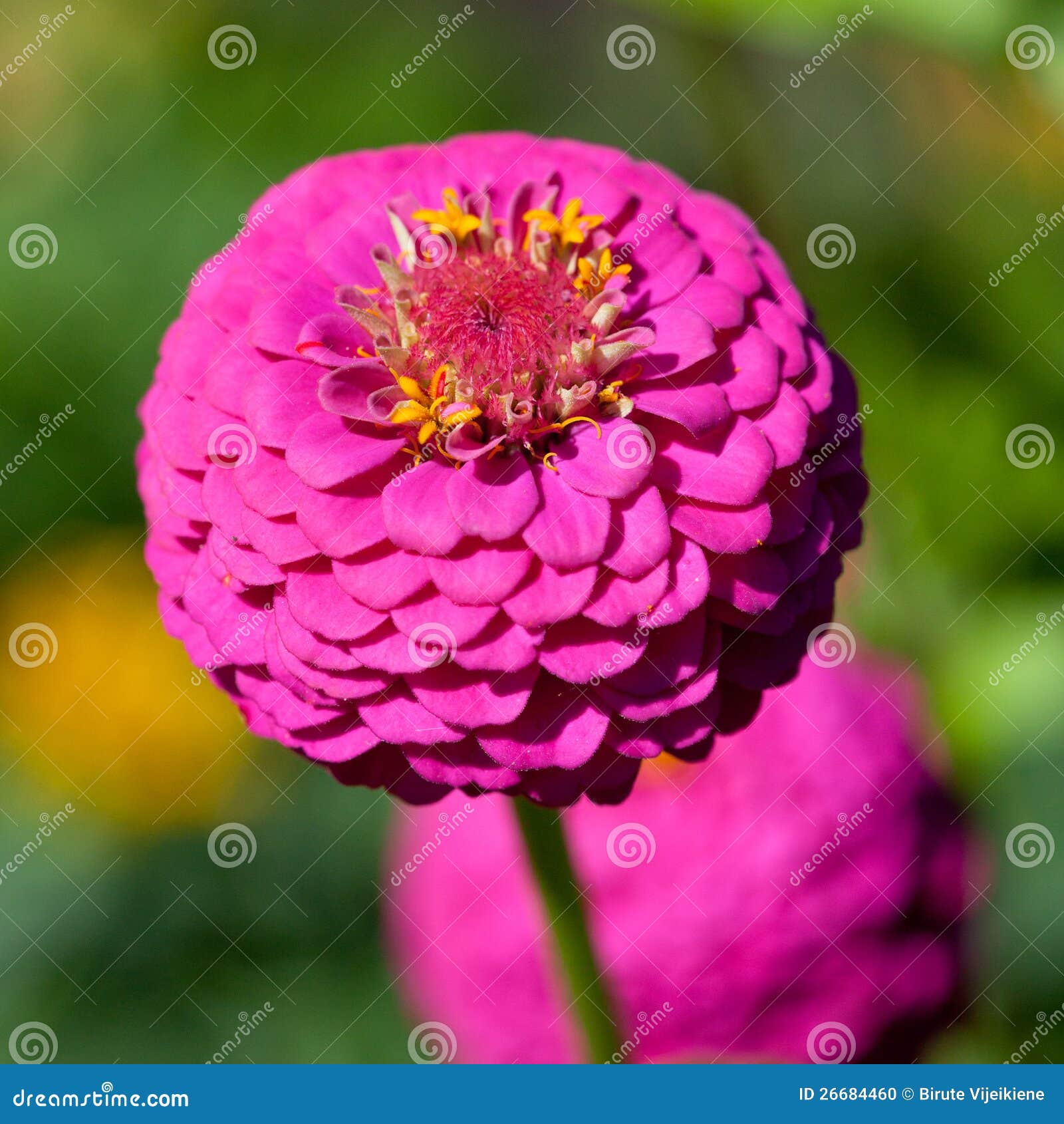 Common zinnia stock photo. Image of macro, magenta, common - 26684460