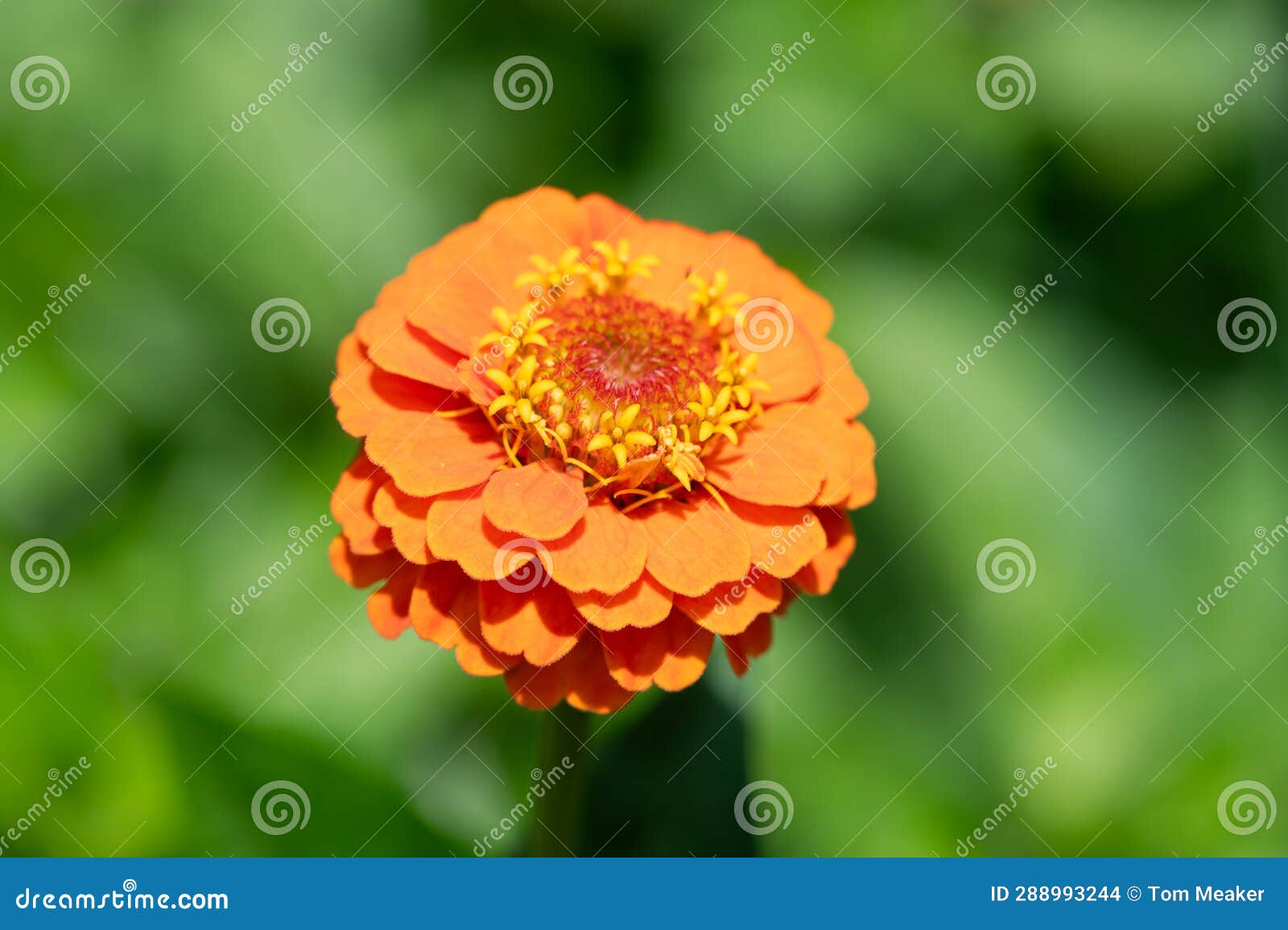 Common Zinnia (zinnia Elegans) Flower Stock Photo - Image of ...
