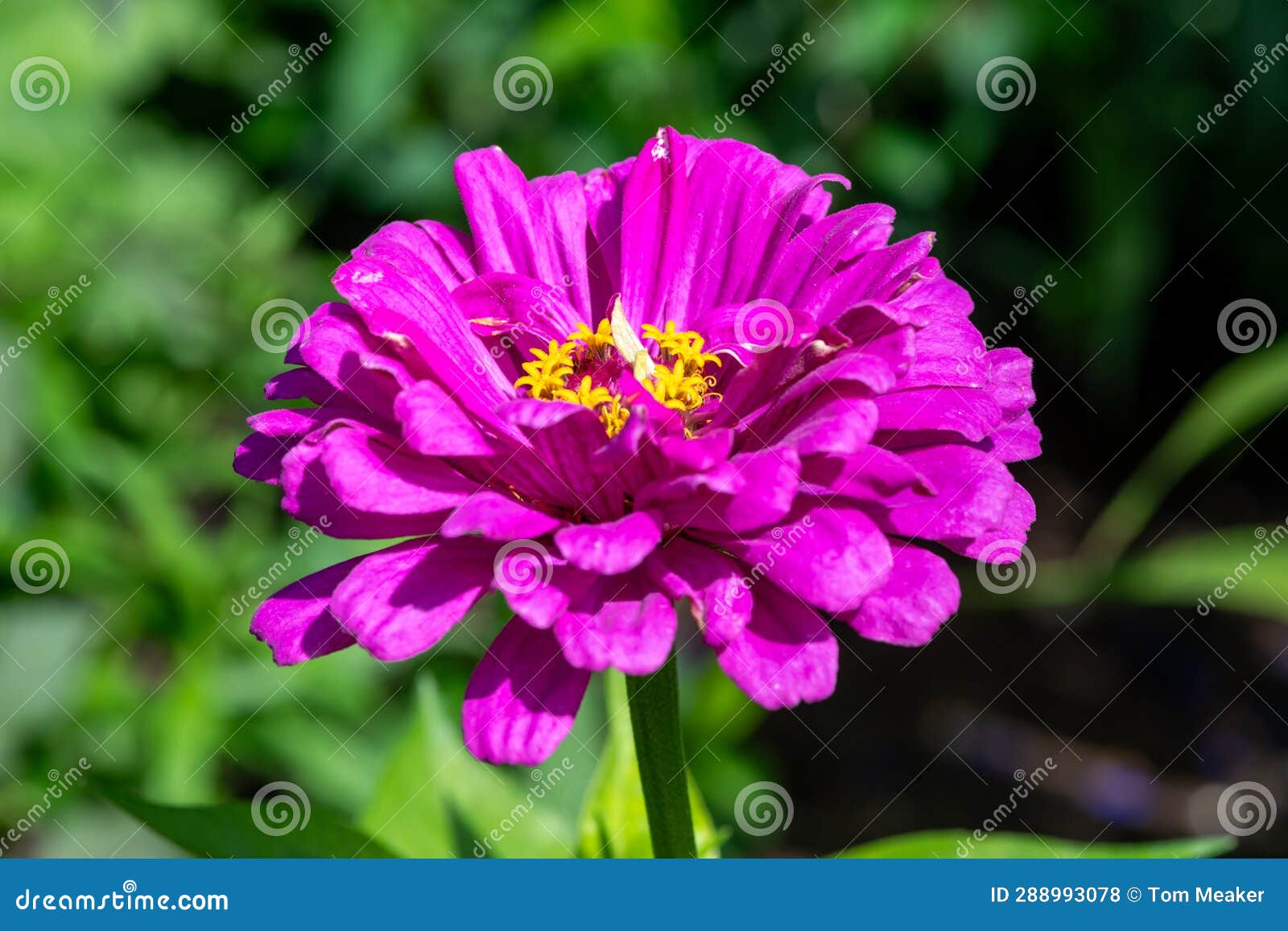 Common Zinnia (zinnia Elegans) Flower Stock Photo - Image of elegant ...