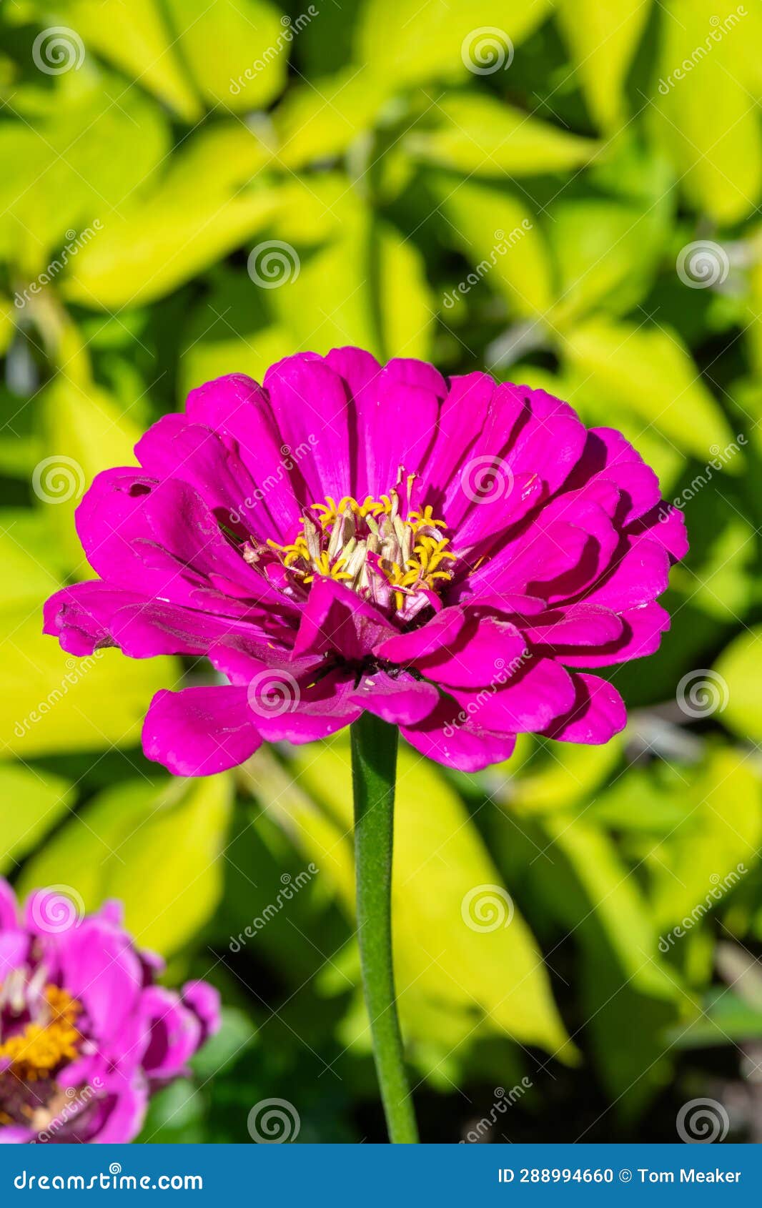 Common Zinnia (zinnia Elegans) Flower Stock Photo - Image of zinnia ...