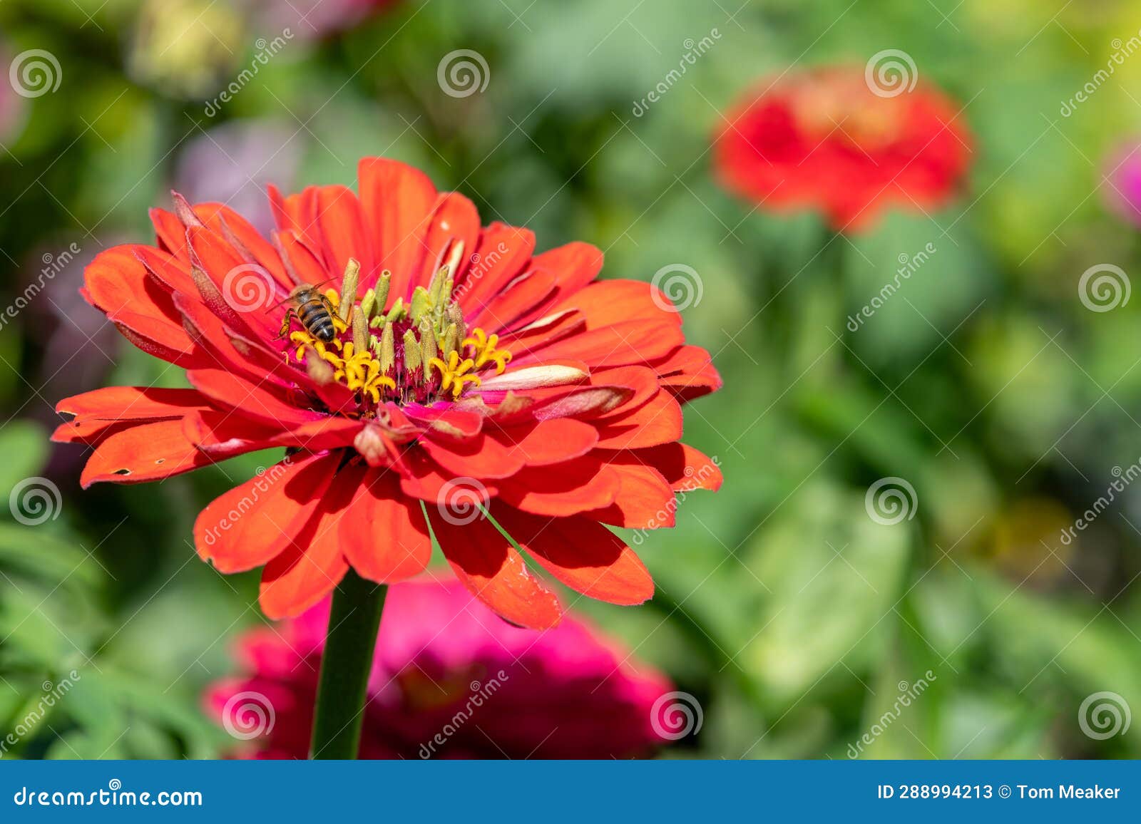 Common Zinnia (zinnia Elegans) Flower Stock Image - Image of beautiful ...