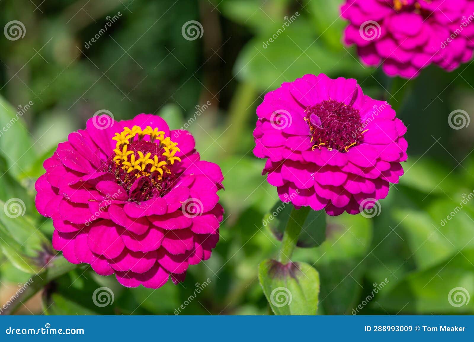 Common Zinnia (zinnia Elegans) Flowers Stock Image - Image of zinnia ...