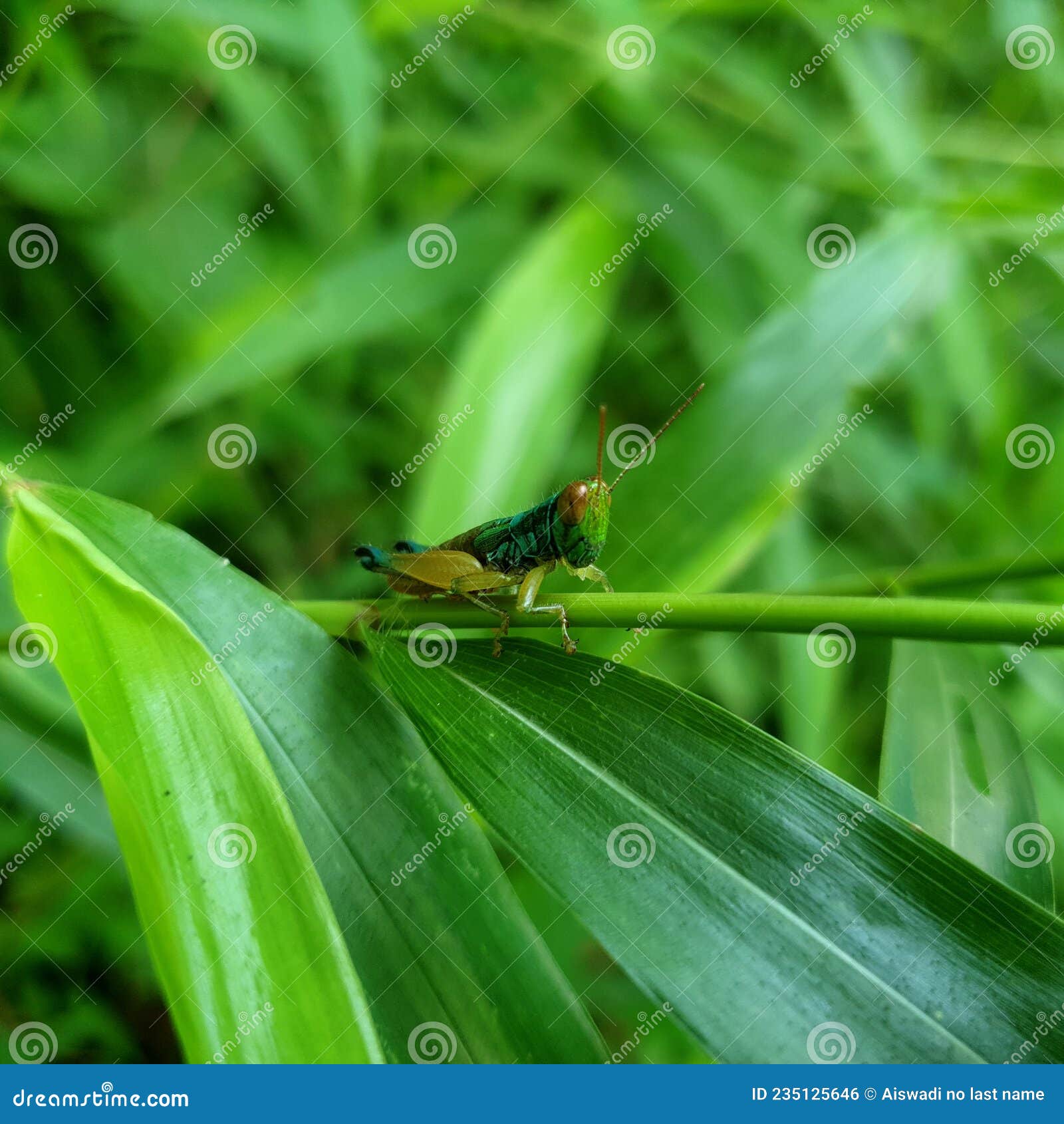 Commond Grasshopper on Craspedia Under the Sunlight on a Leaf with a ...
